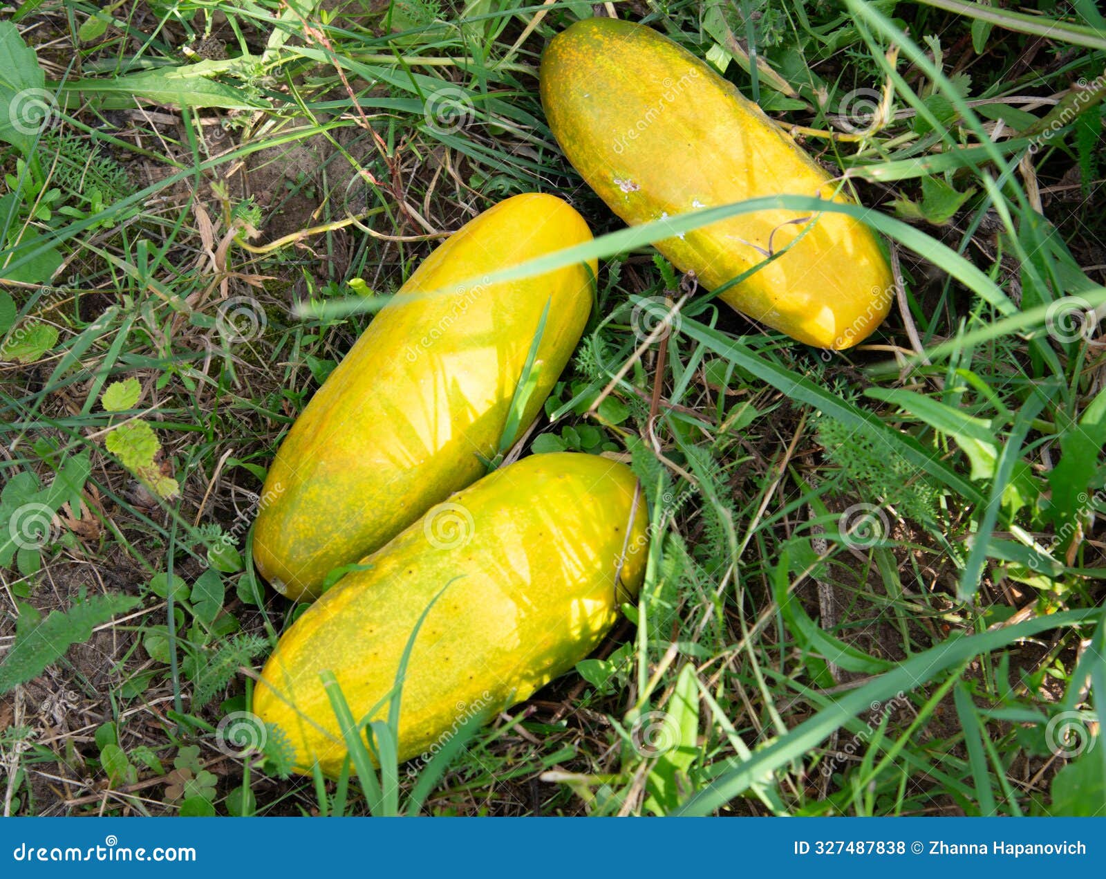 Large Yellow Old Overripe Cucumbers Lie on the Grass Stock Photo ...