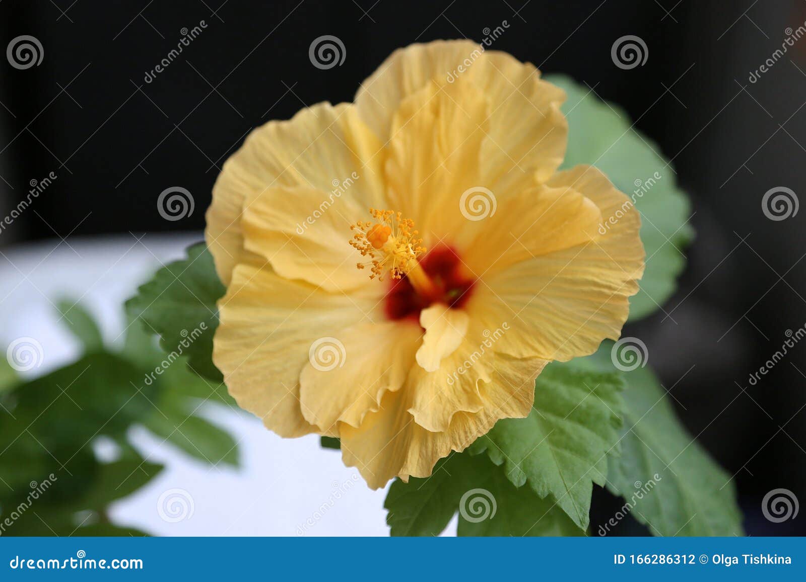 Large Yellow Open Flower with Red Middle Stock Photo - Image of green ...