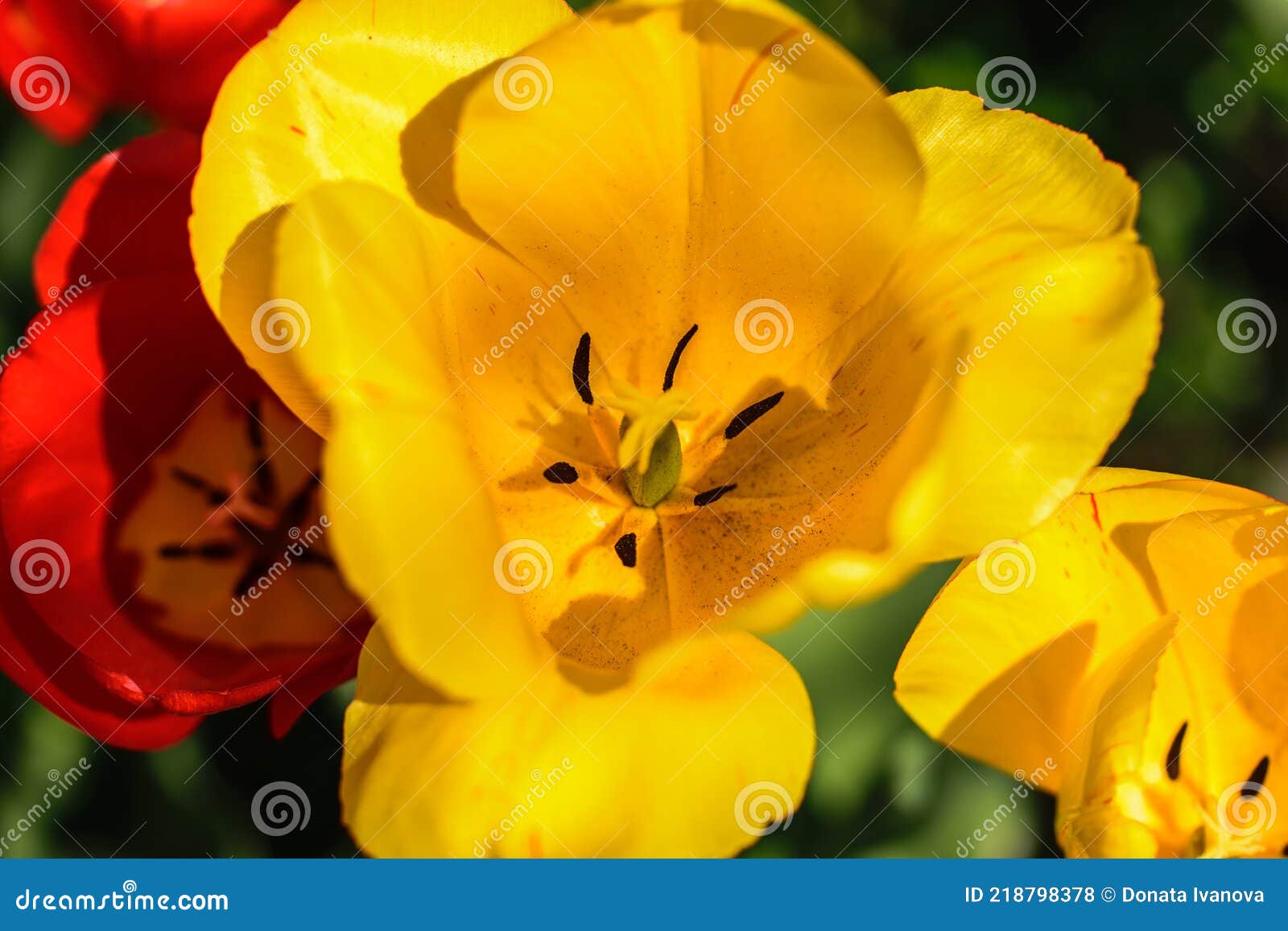 Large Yellow Open Tulip Top View Close Up Stock Photo - Image of nature ...