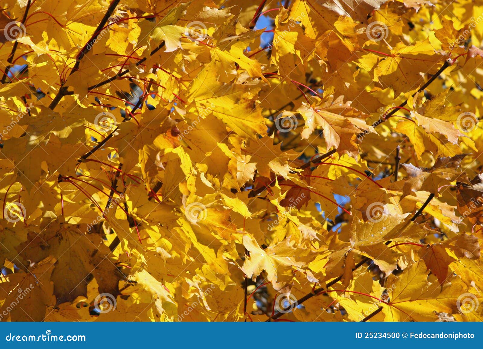 Large Yellow or Orange Tree Leaves Stock Photo - Image of group, trees ...