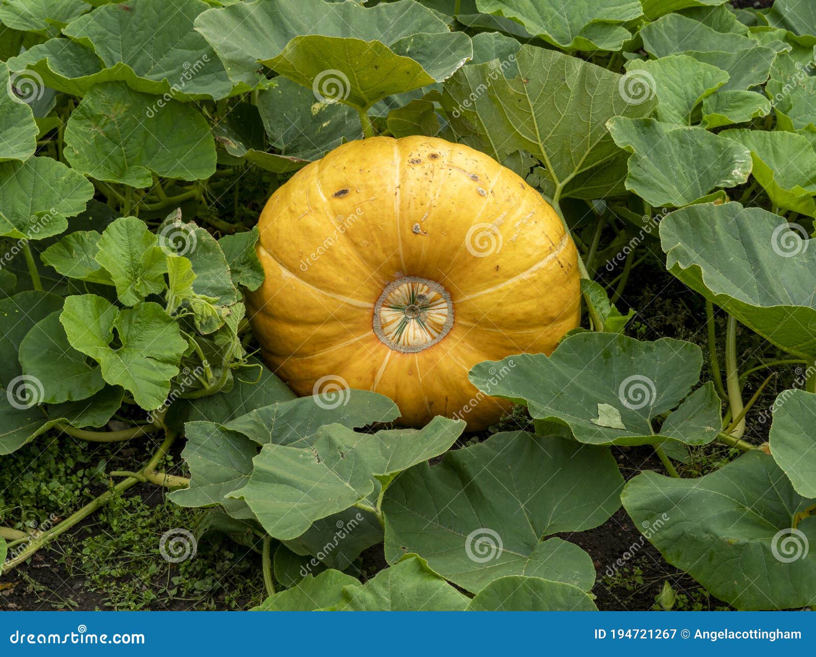 Large Yellow Pumpkin Developing on the Ground Stock Image - Image of ...