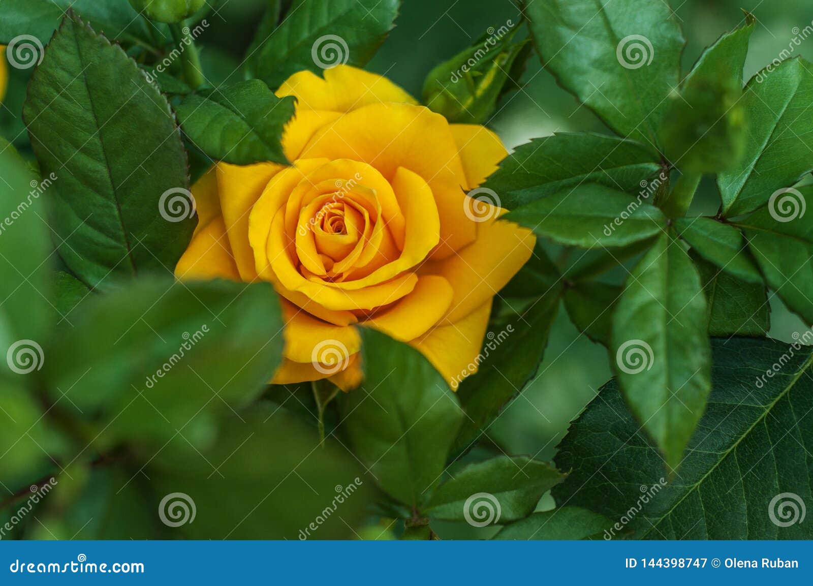 Large Yellow Rose with Leaves Stock Image - Image of gift, leaves ...