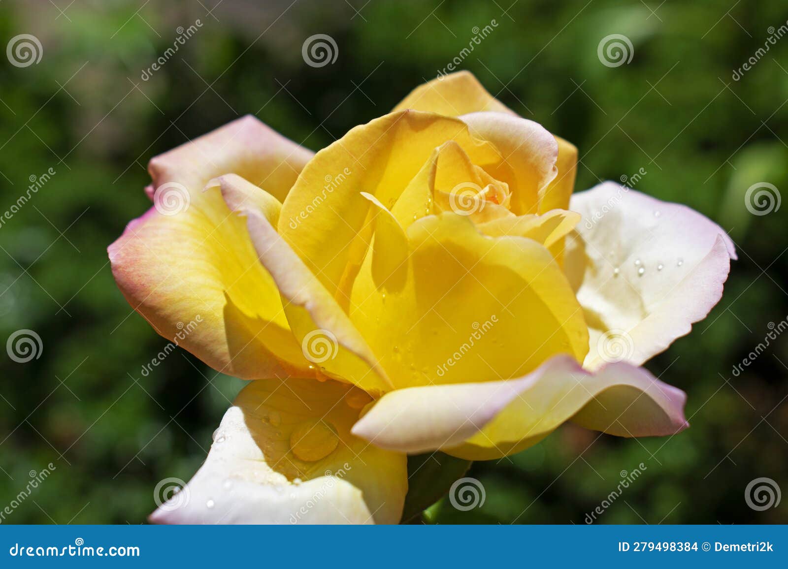 Large Yellow Rose with Pink Fringe Areas -23 Stock Photo - Image of ...