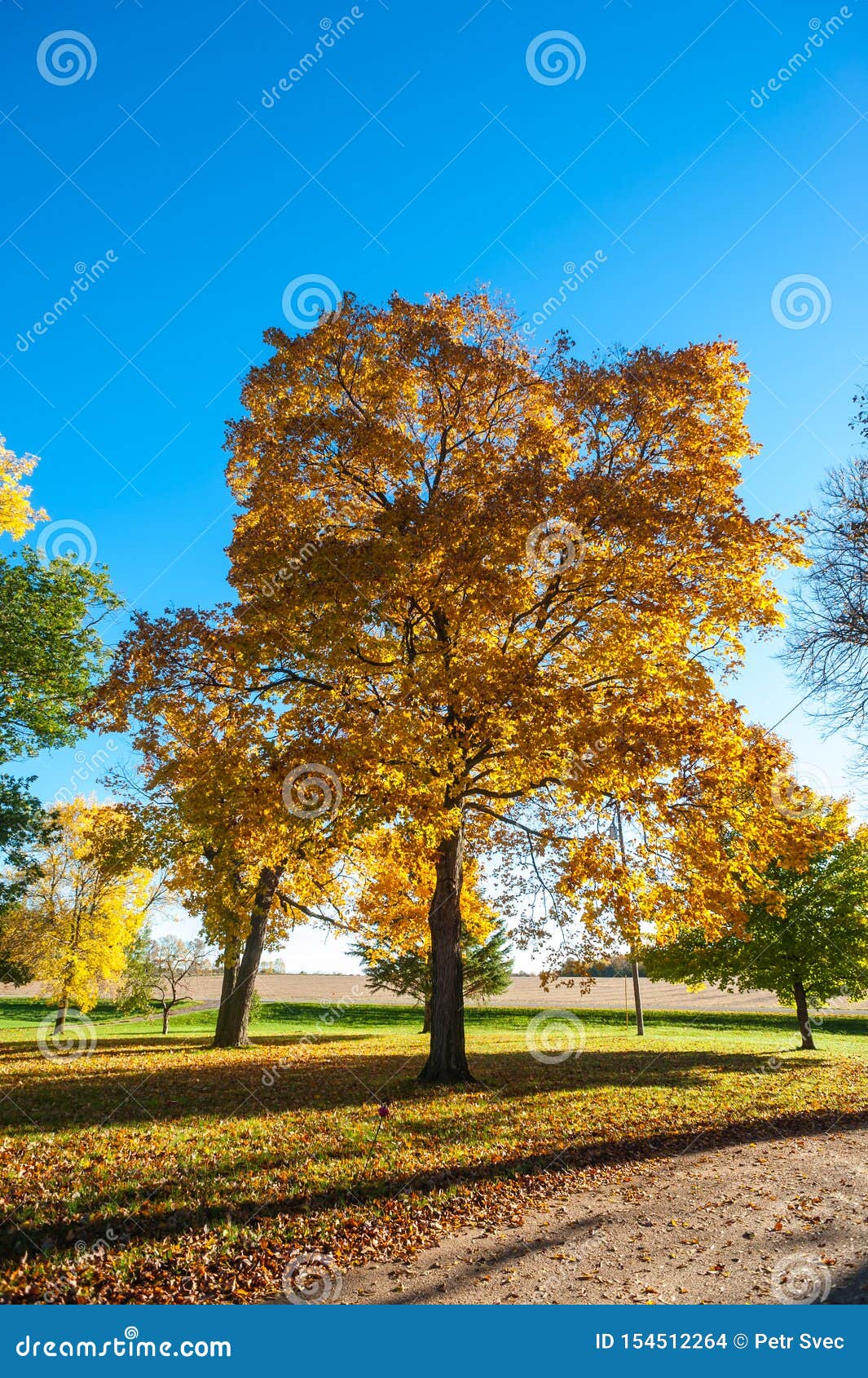 Large Yellow Tree in a Fall Stock Photo - Image of sunny, yard: 154512264