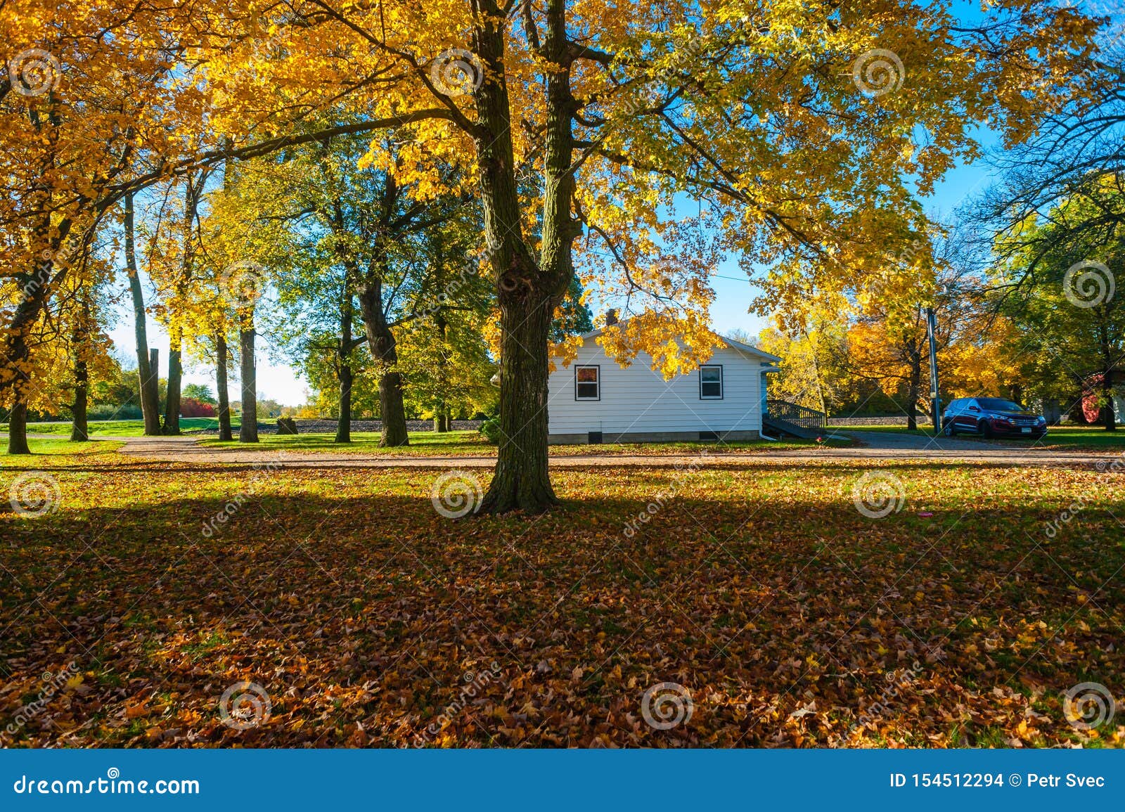 Large Yellow Tree in a Fall Stock Photo - Image of tree, house: 154512294