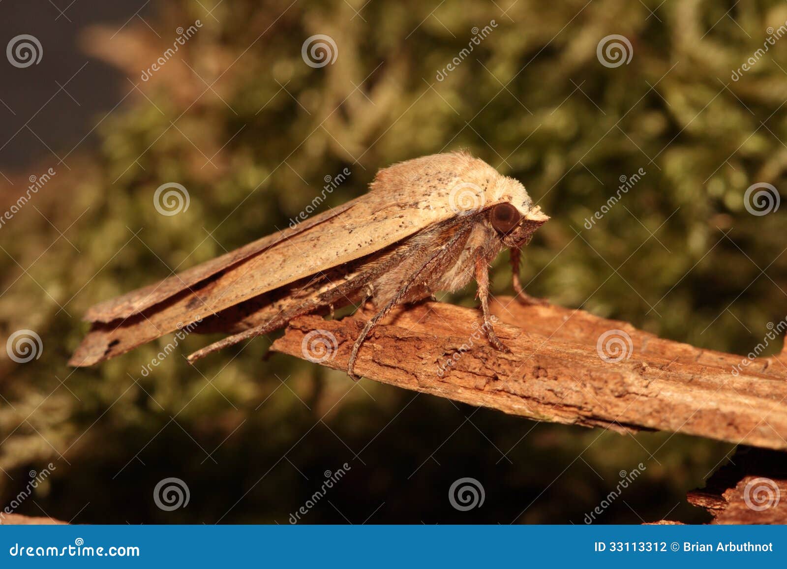 Large Yellow Underwing Moth. Stock Photo - Image of underwing, back ...