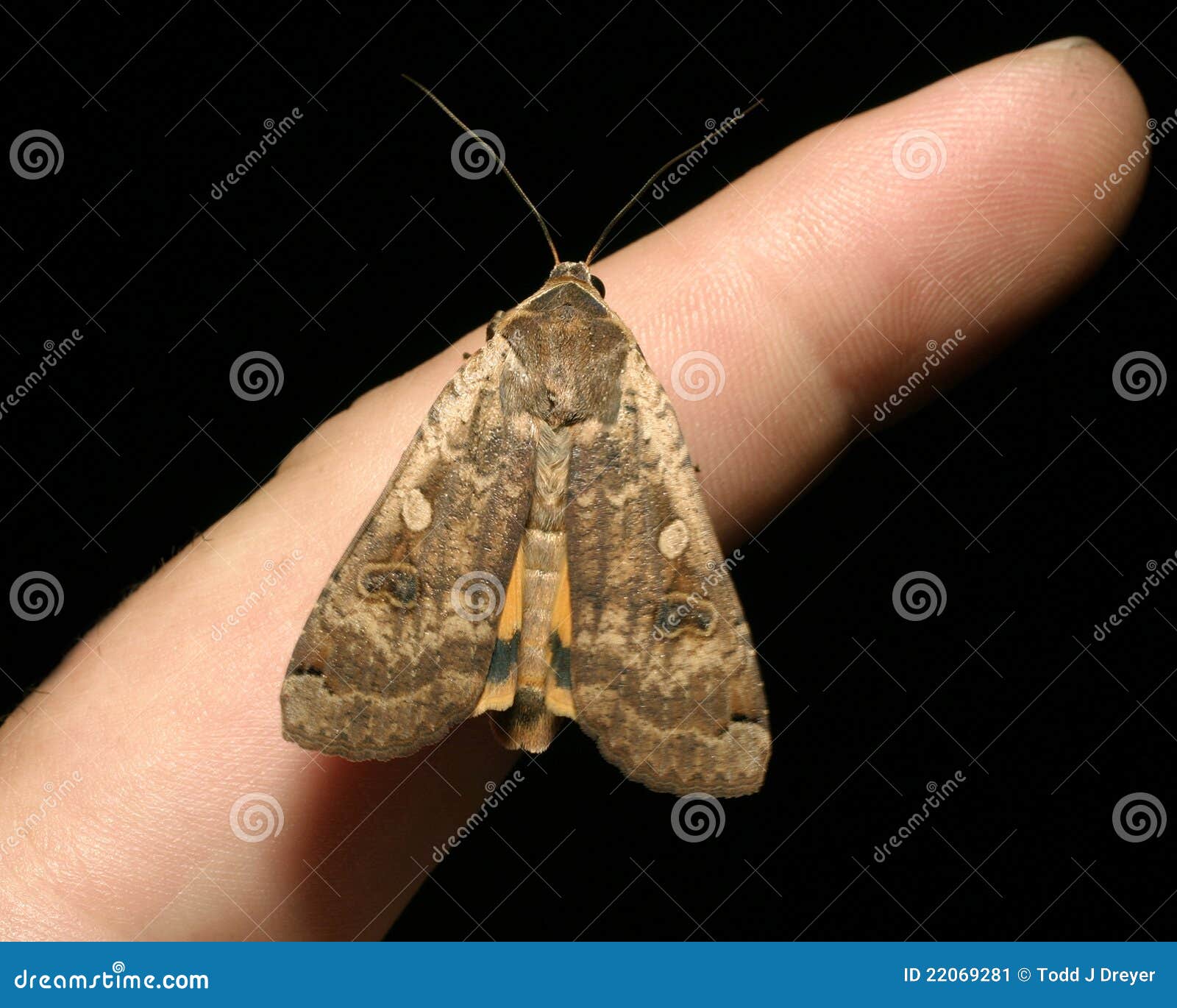 Large Yellow Underwing / Noctua Pronuba Stock Image - Image of insect ...