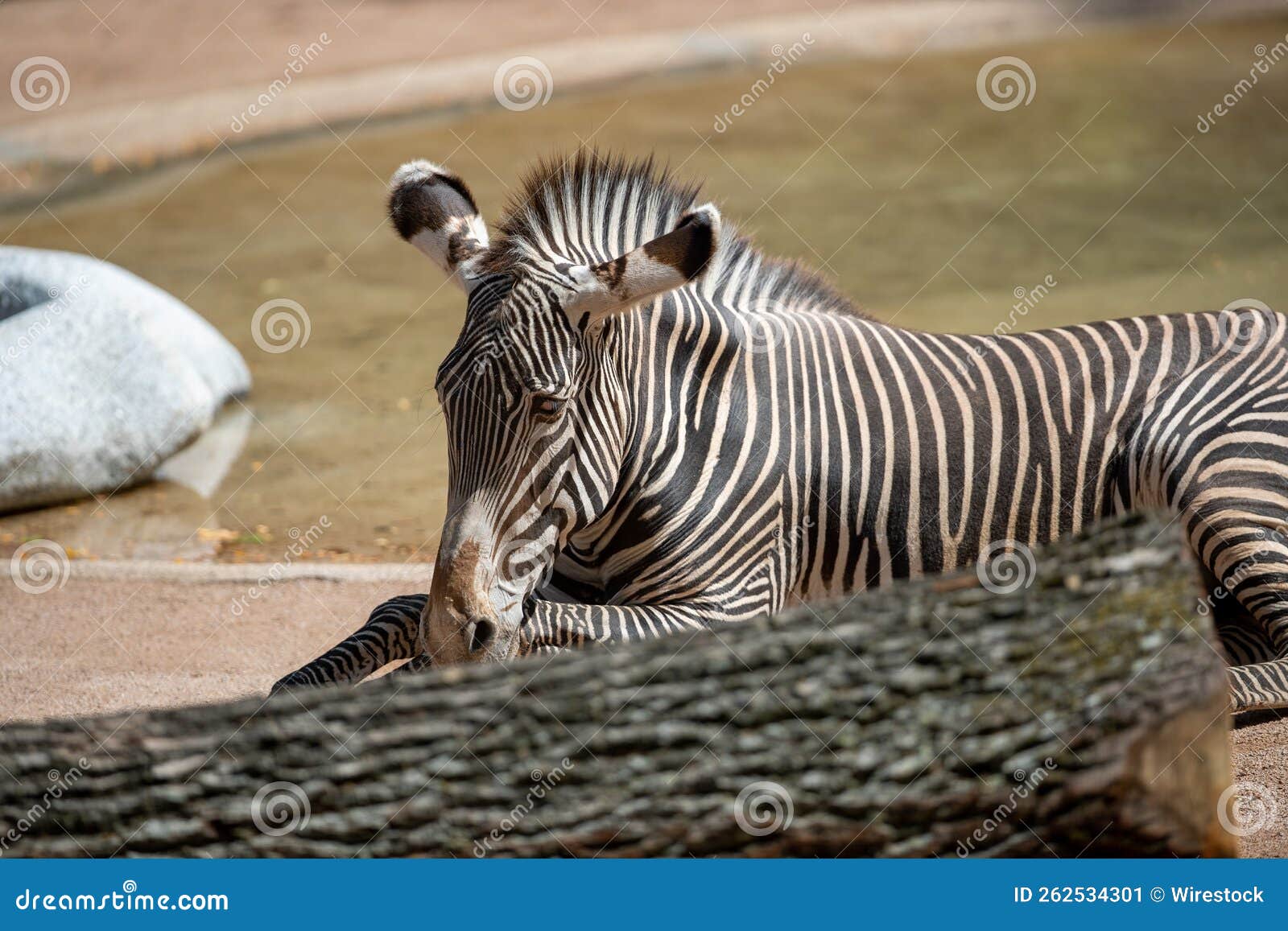 Large Zebra Laying in a Zoo Habitat Stock Image - Image of animal ...