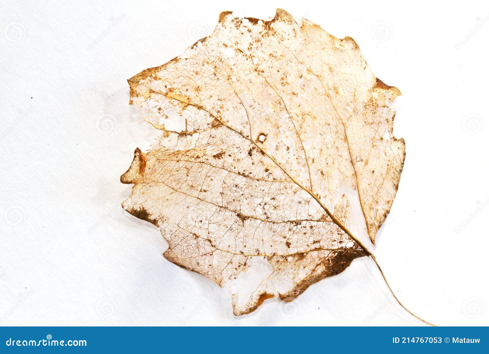 Old Decomposed Leaf With Ribs And Veins Royalty-Free Stock Photo ...