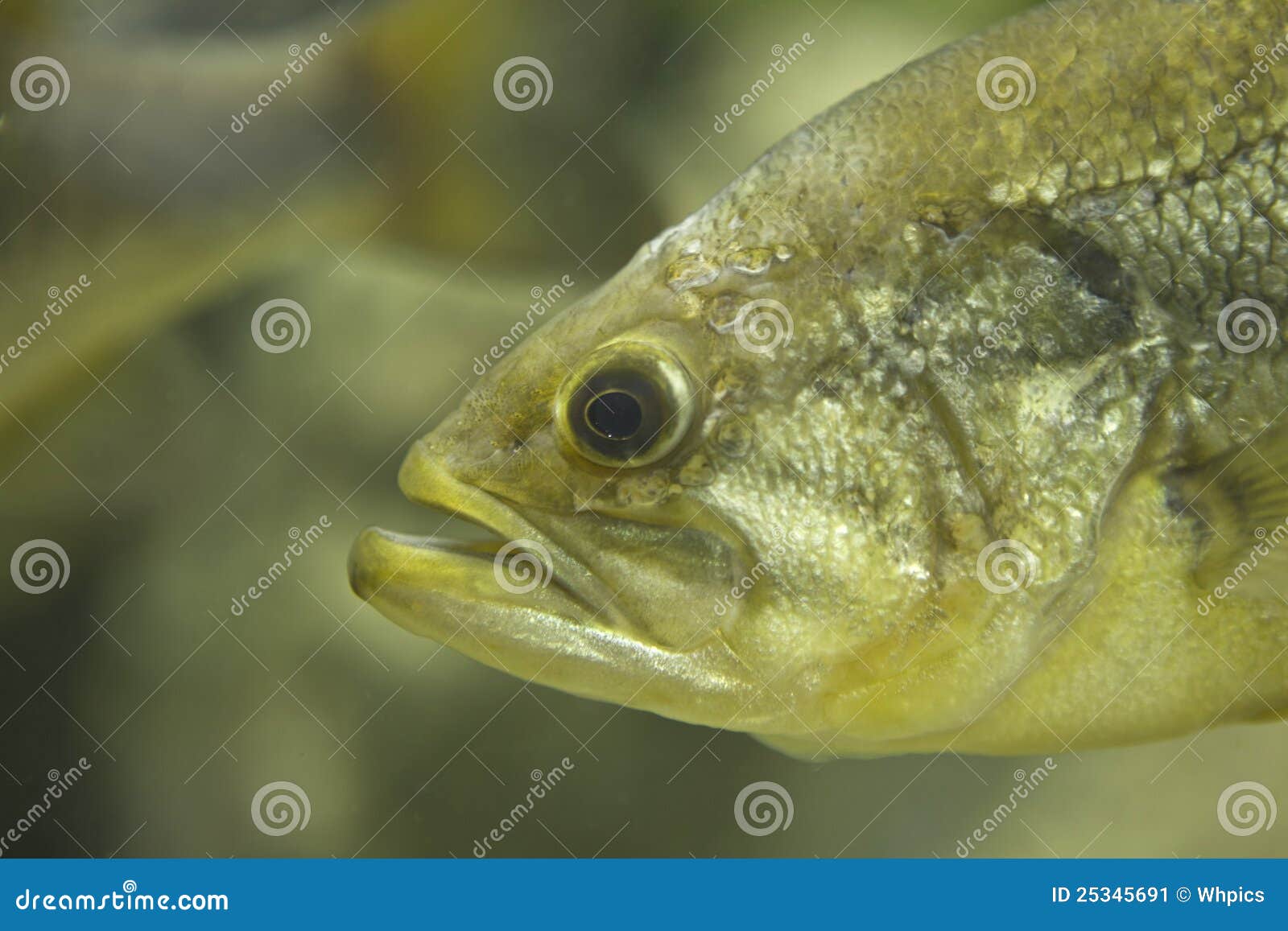 Florida Largemouth Bass - Hiding Under Log Royalty-Free Stock Photo ...