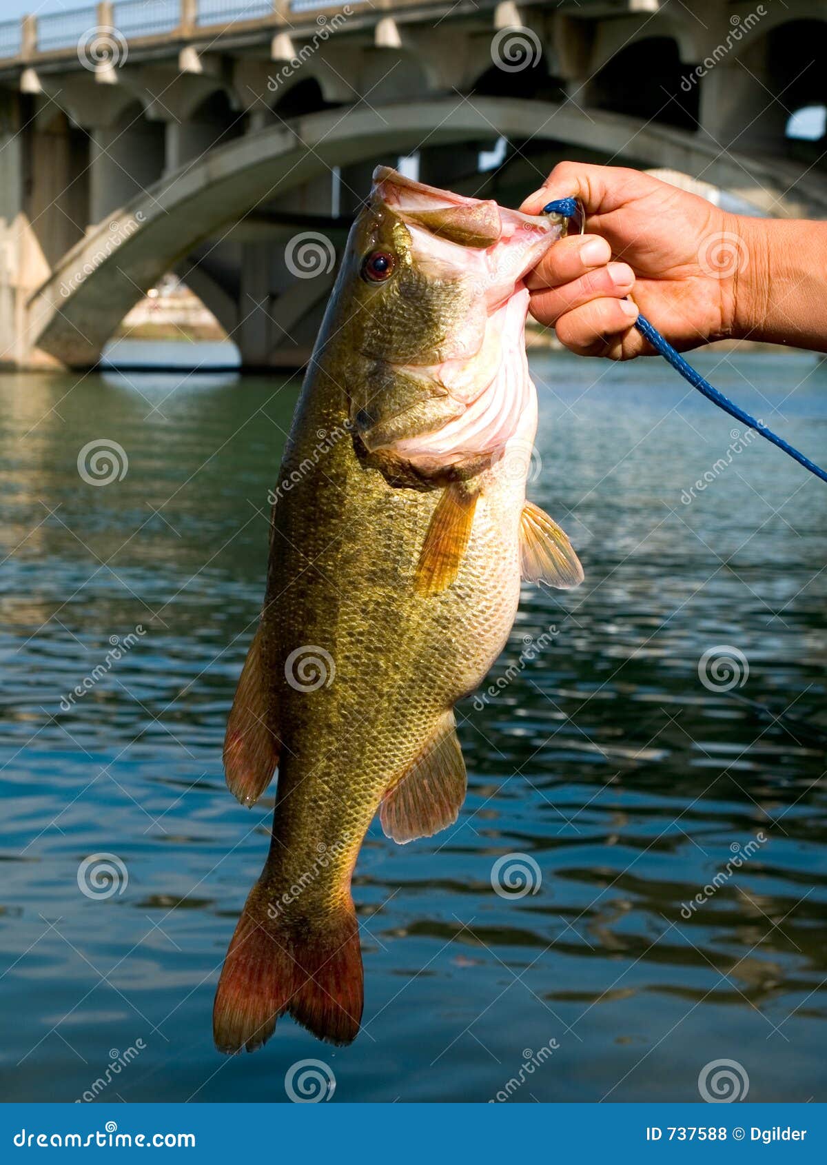Largemouth Bass Fish Stock Photography | CartoonDealer.com #101706332