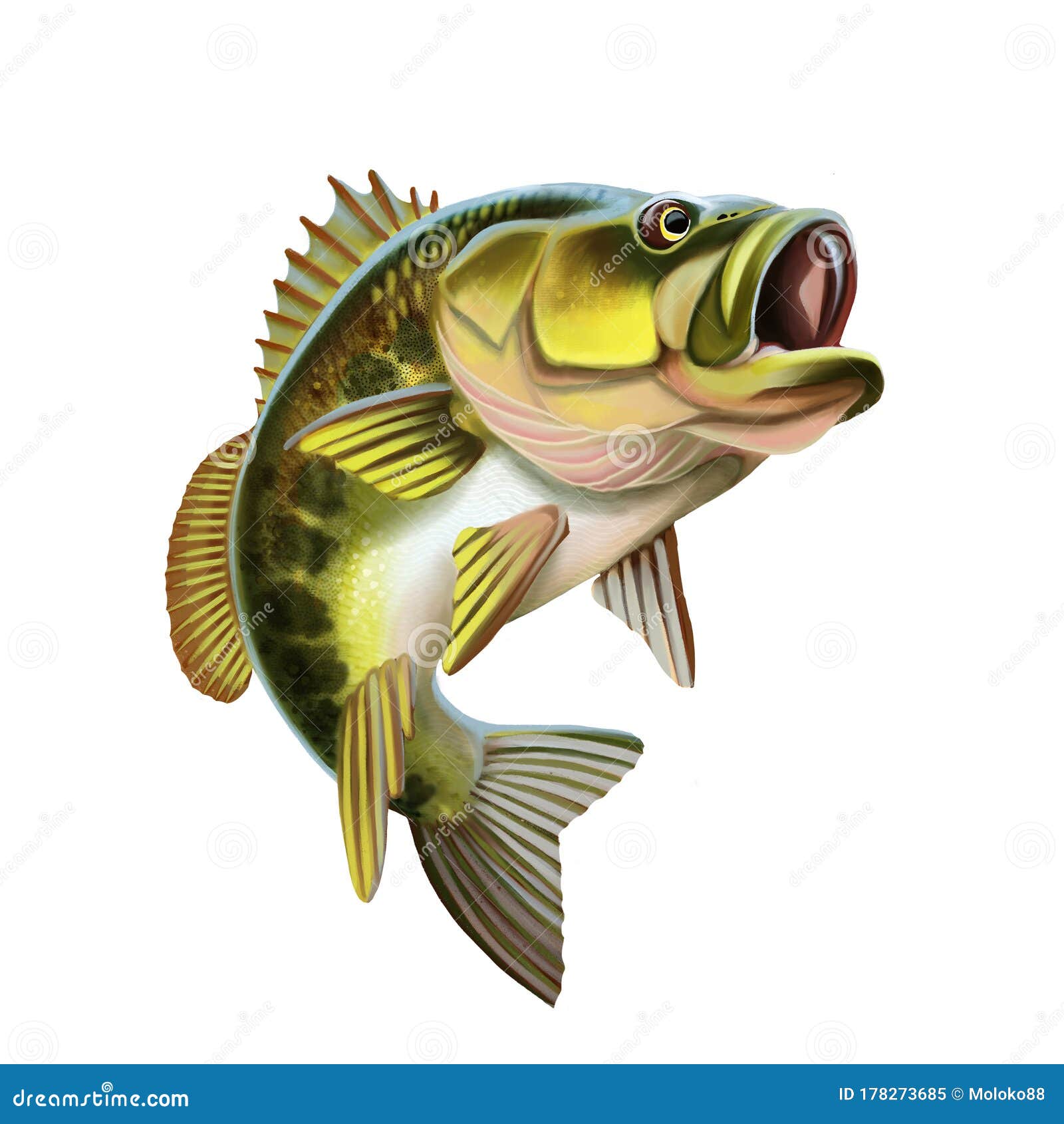 Largemouth Bass Fish Illustration. Isolated on White Background. Stock ...