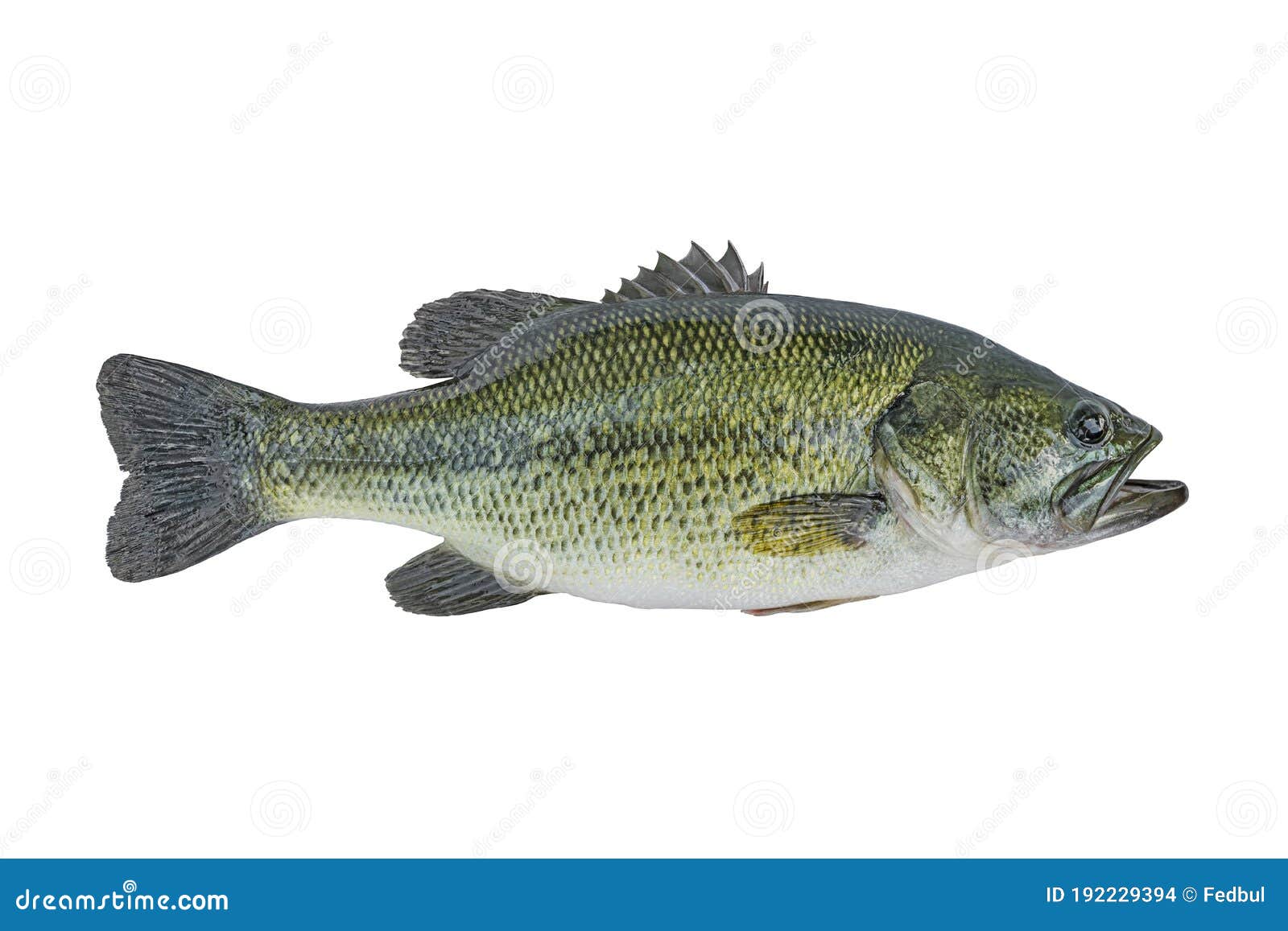 Largemouth Bass Fish Isolated on White Background Stock Photo - Image ...