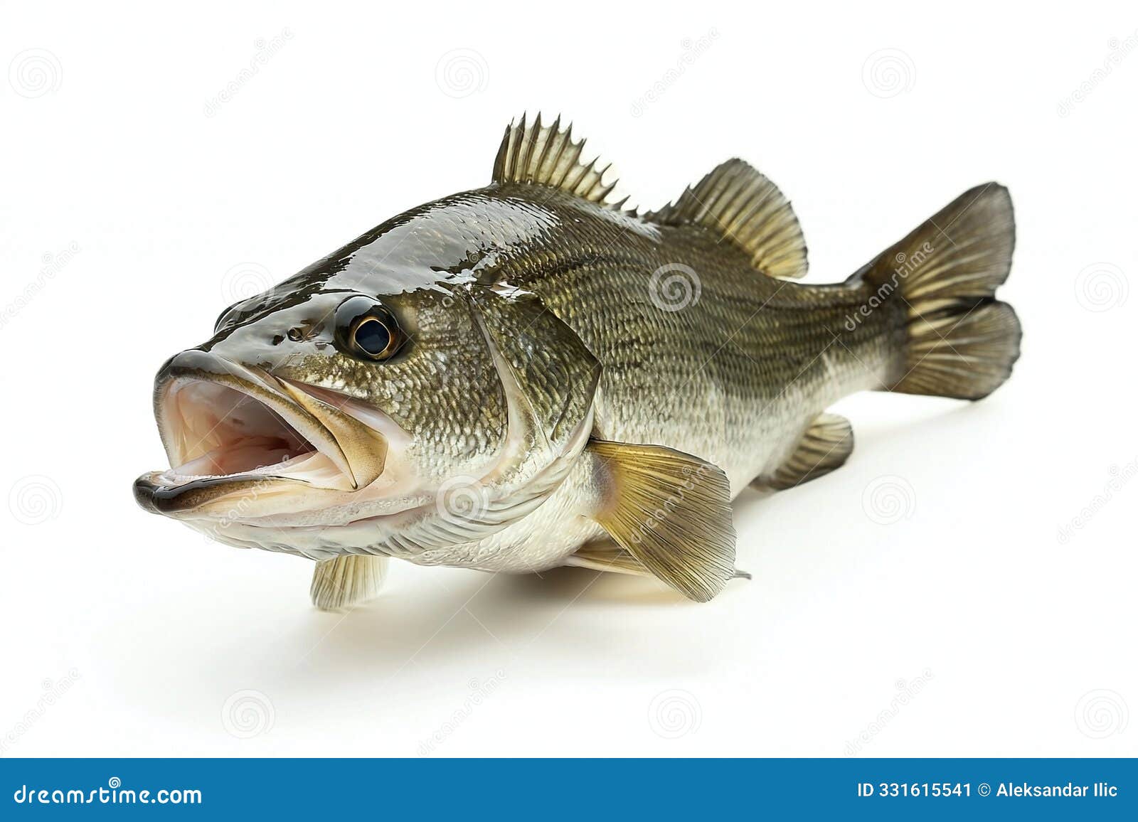 Largemouth Bass Fish Isolated on White Background. Generative Ai Stock ...