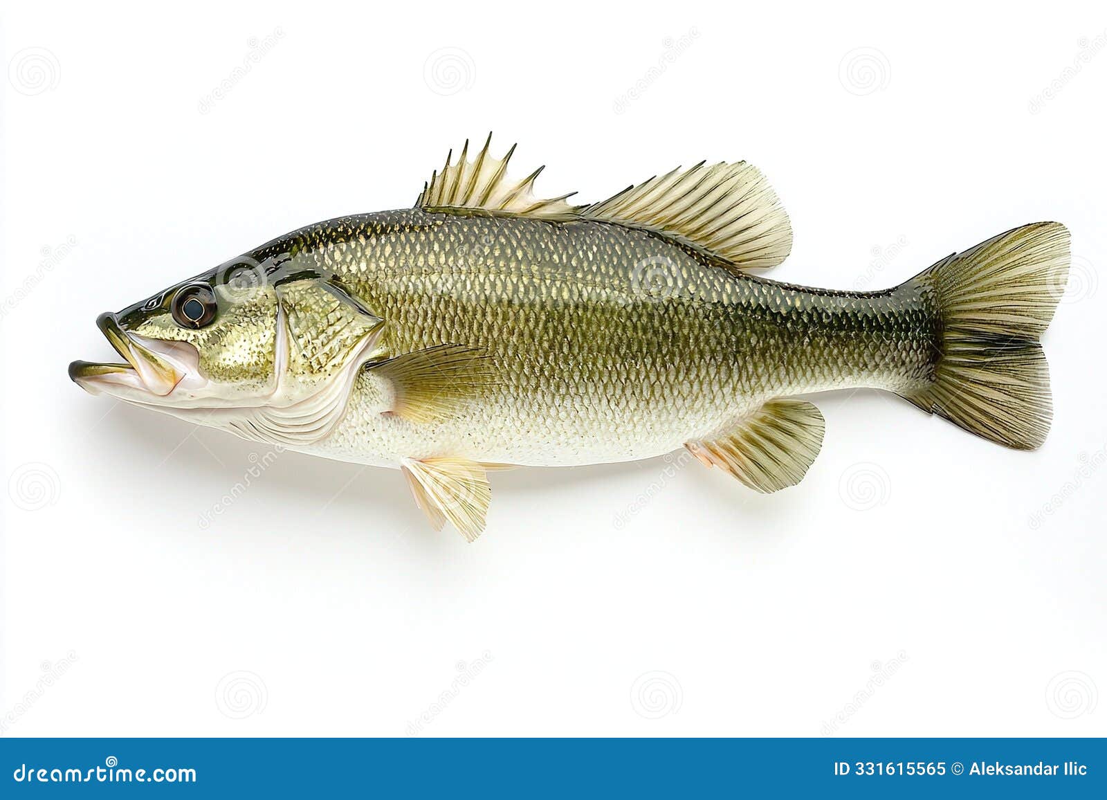 Largemouth Bass Fish Isolated on White Background. Generative Ai Stock ...