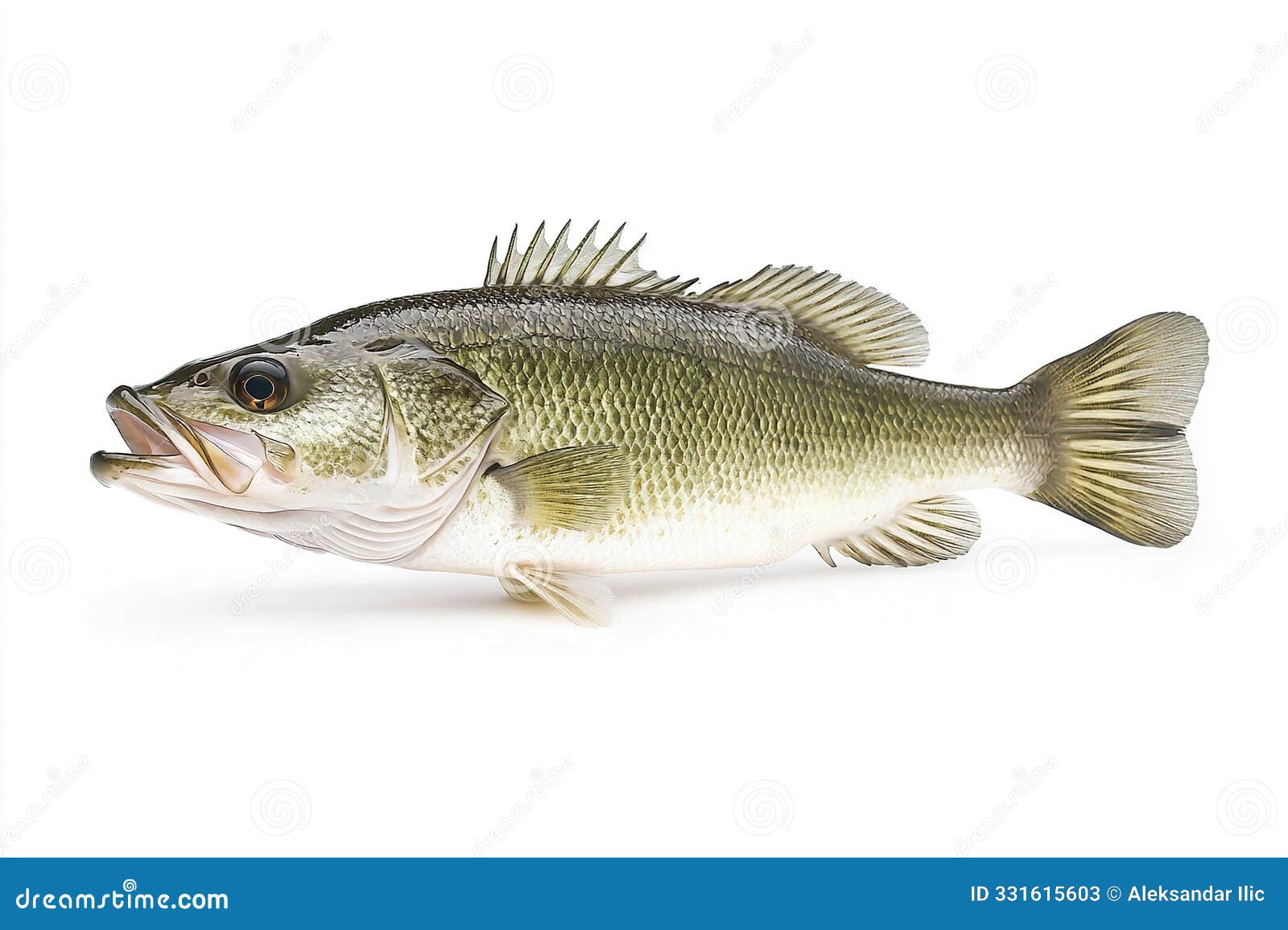 Largemouth Bass Fish Isolated on White Background. Generative Ai Stock ...
