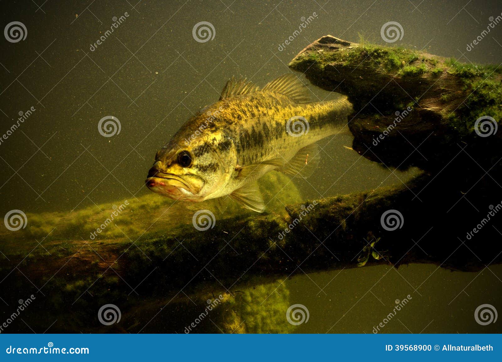 Largemouth Bass Swimming