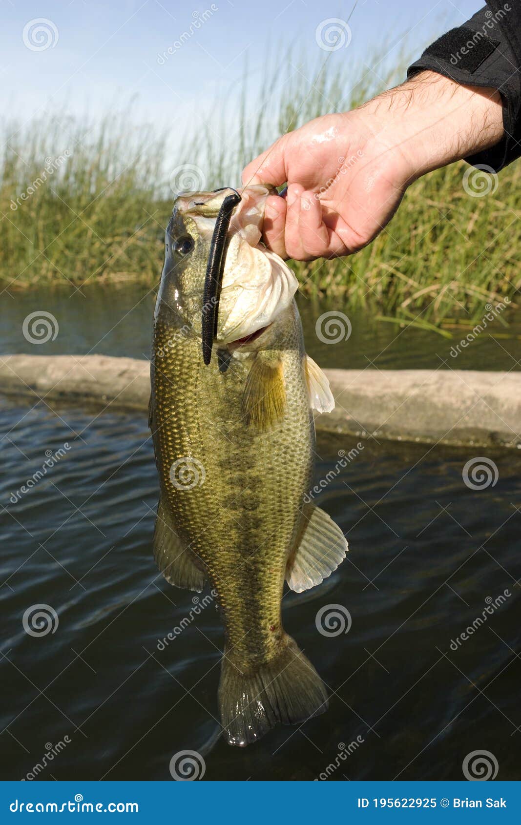 459 Artificial Worm Stock Photos - Free & Royalty-Free Stock Photos ...