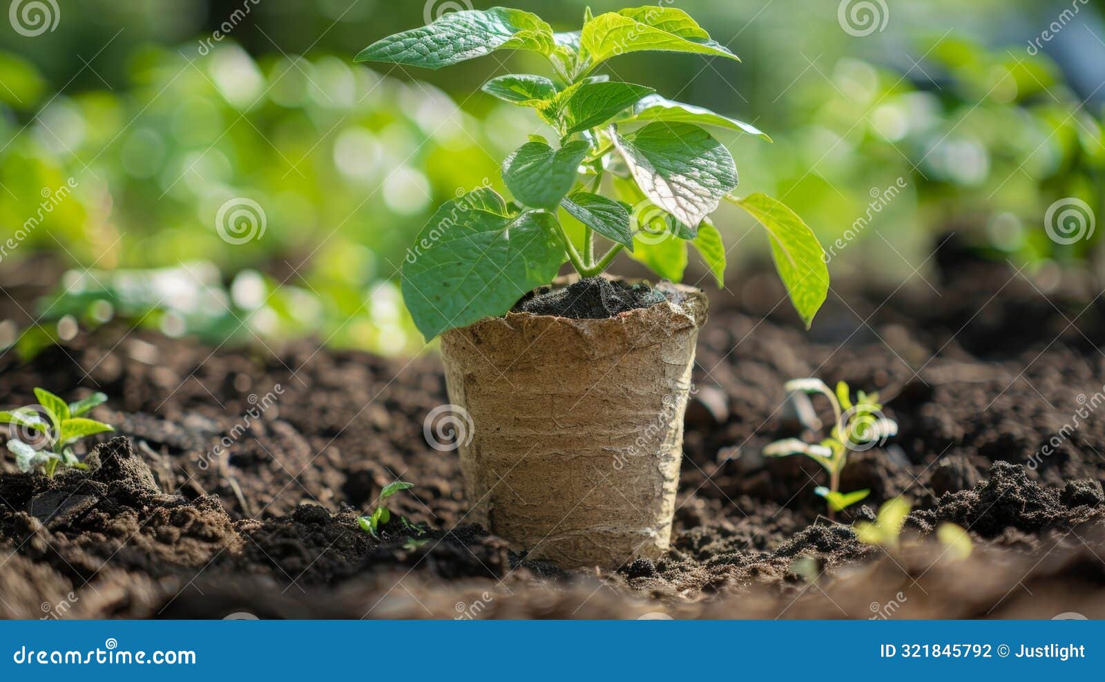A Larger Biodegradable Planting Container Perfect for Growing Fruit ...