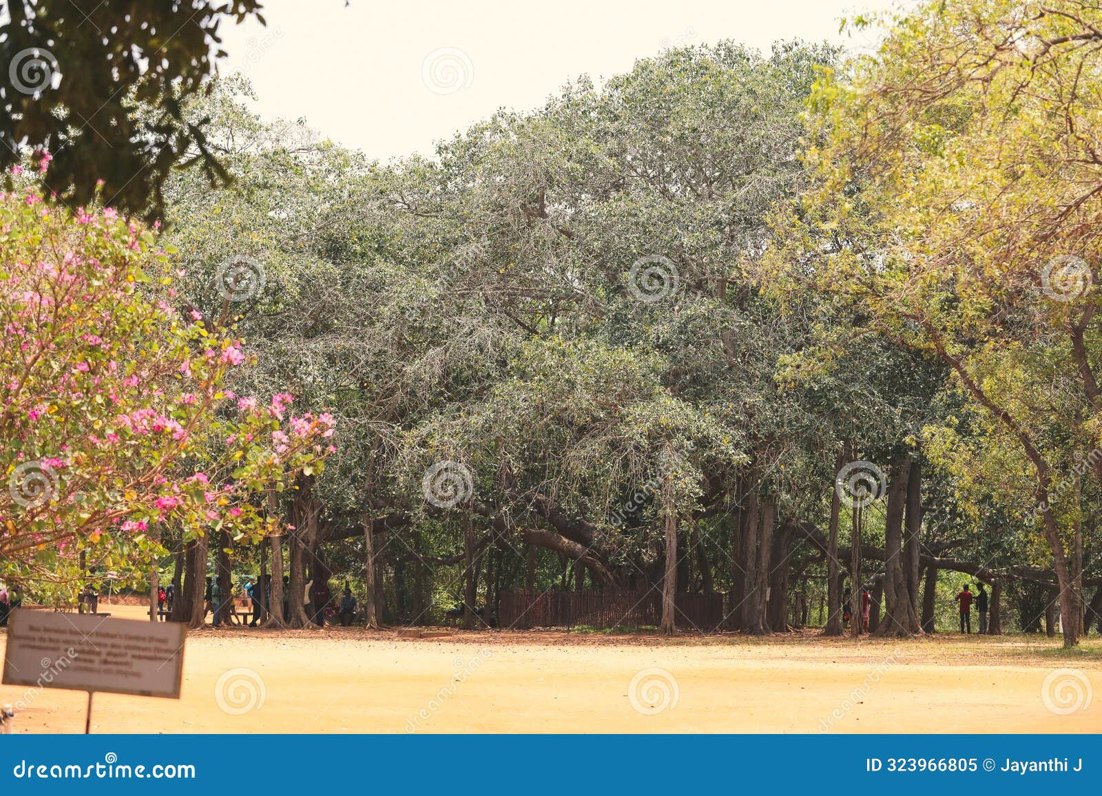 Largest Banyan Tree in South India Stock Image - Image of national ...