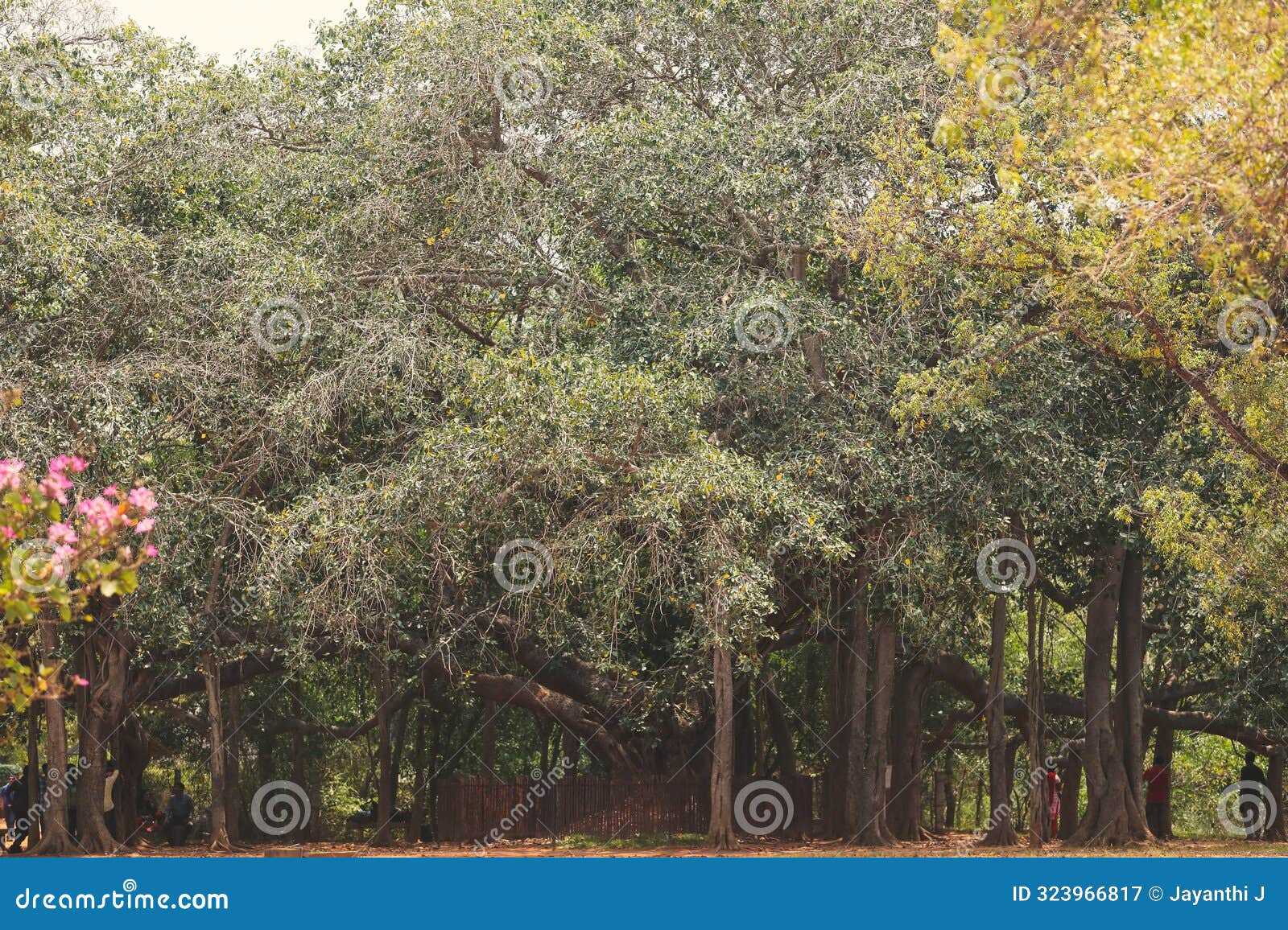 Largest Banyan Tree in South India Stock Image - Image of plant ...