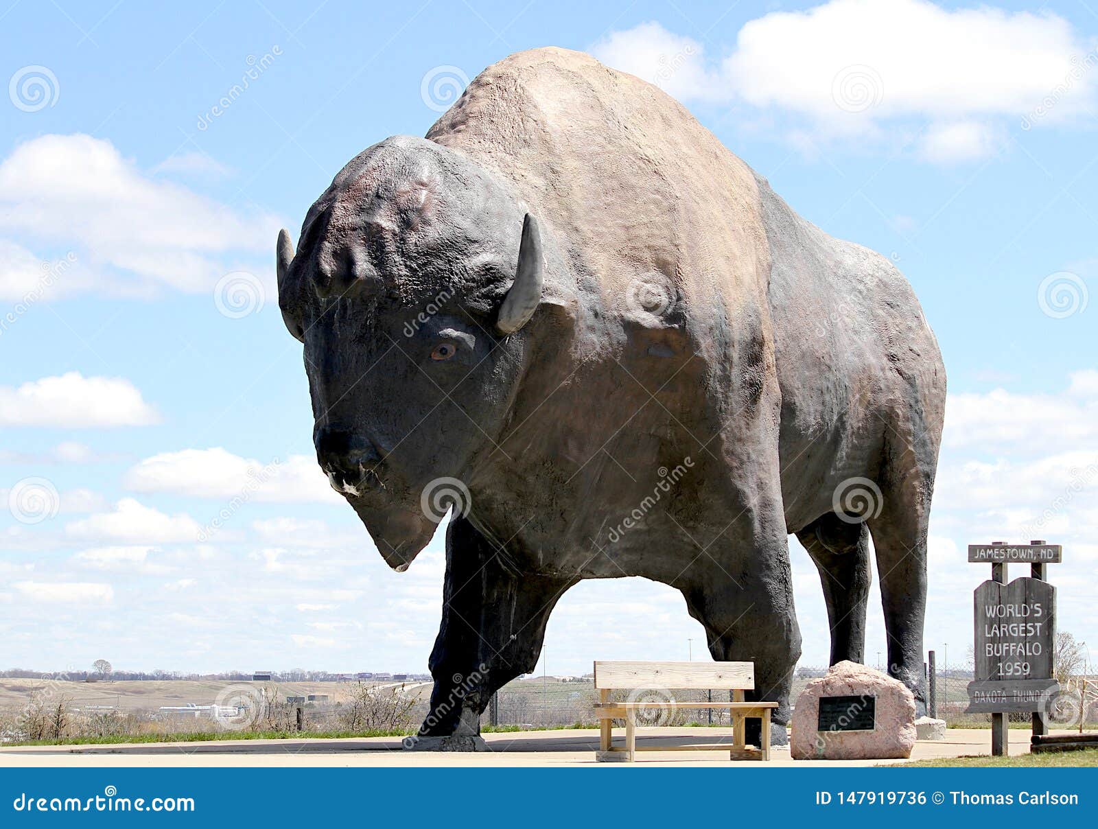Largest Buffalo in the World Called Dakota Thunder. Editorial Photo ...
