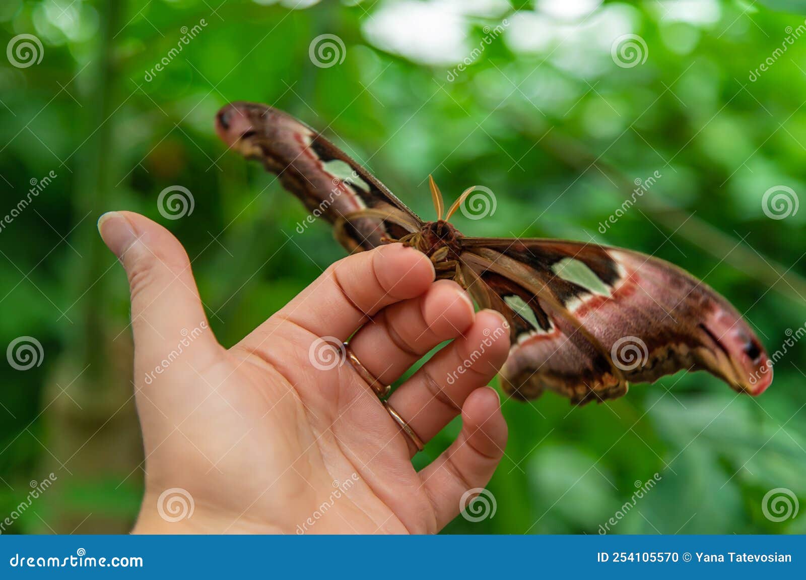 The Largest Butterfly On The World. Beautiful Big Insect, Giant Atlas ...