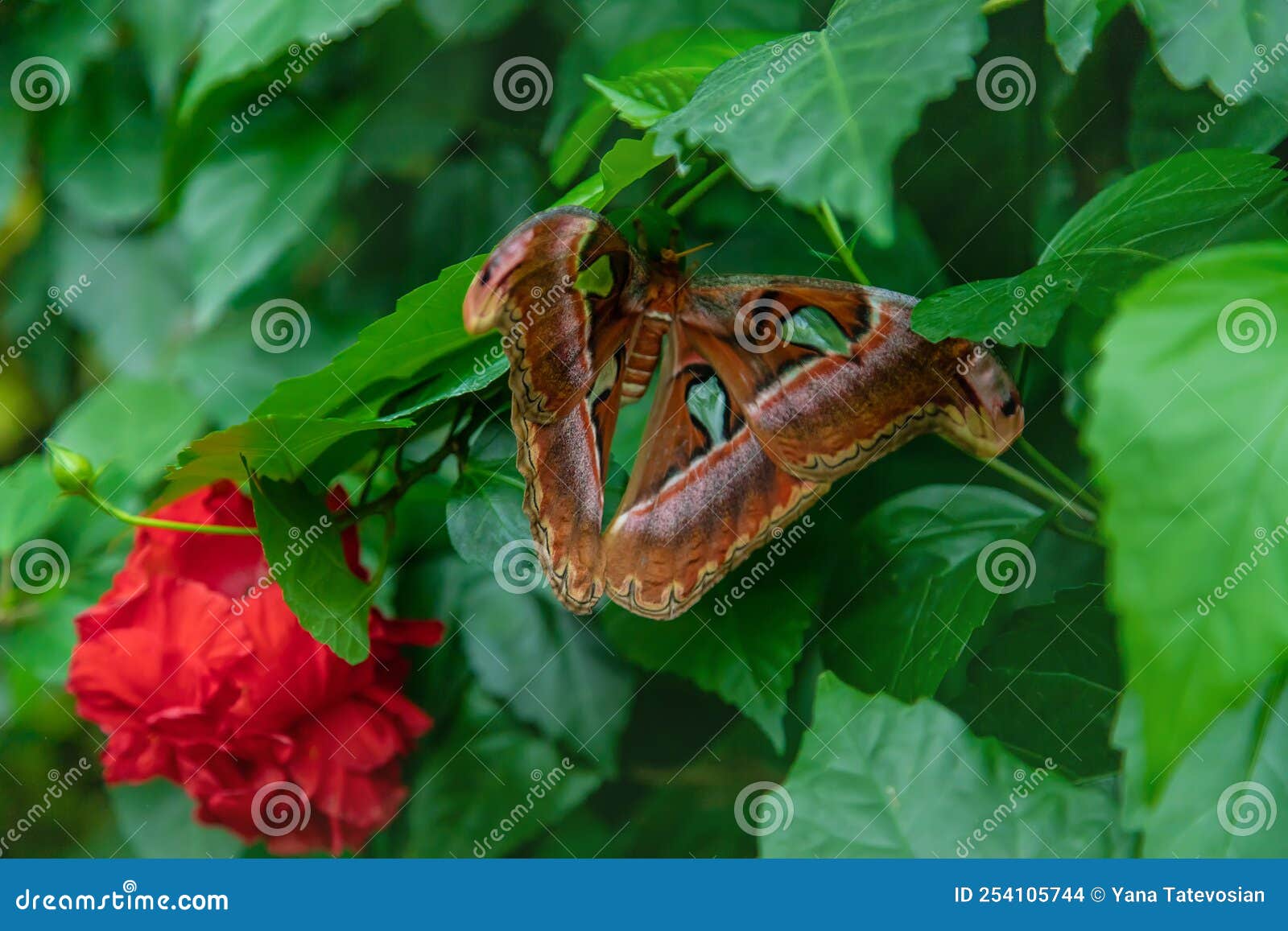 Hercules Moth Caterpillar, Cairns, Australia Royalty-Free Stock Image ...