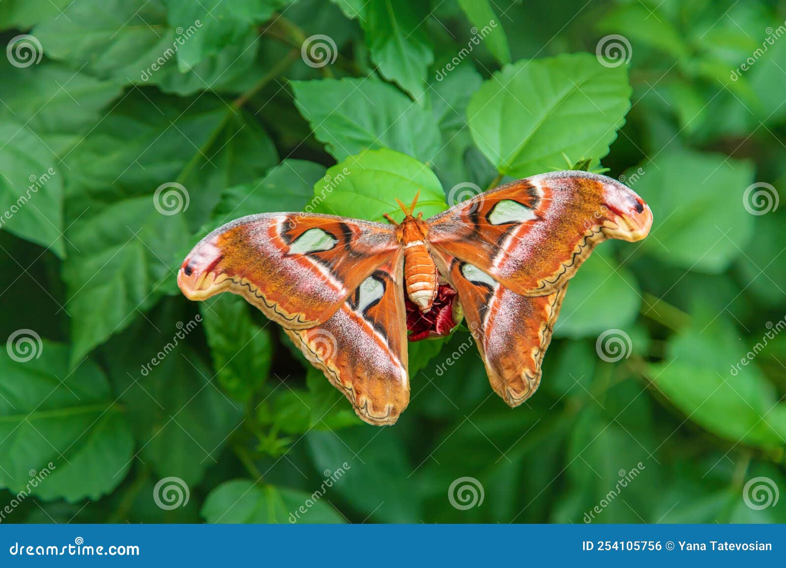 The Largest Butterfly in Nature. Coscinocera Hercules Stock Photo ...