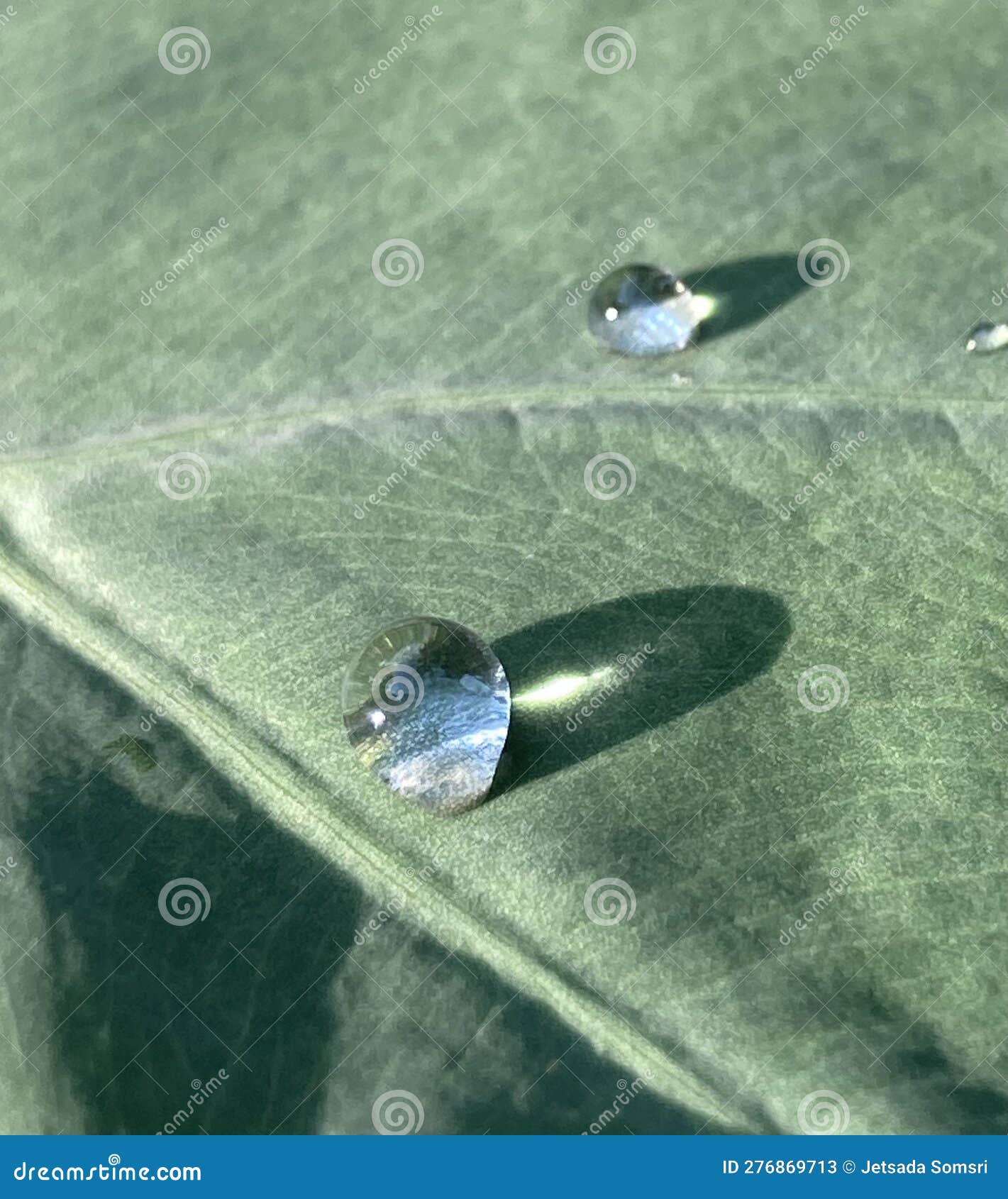 The Largest Drop of Water and the Smallest Drop of Water on the Leaf ...
