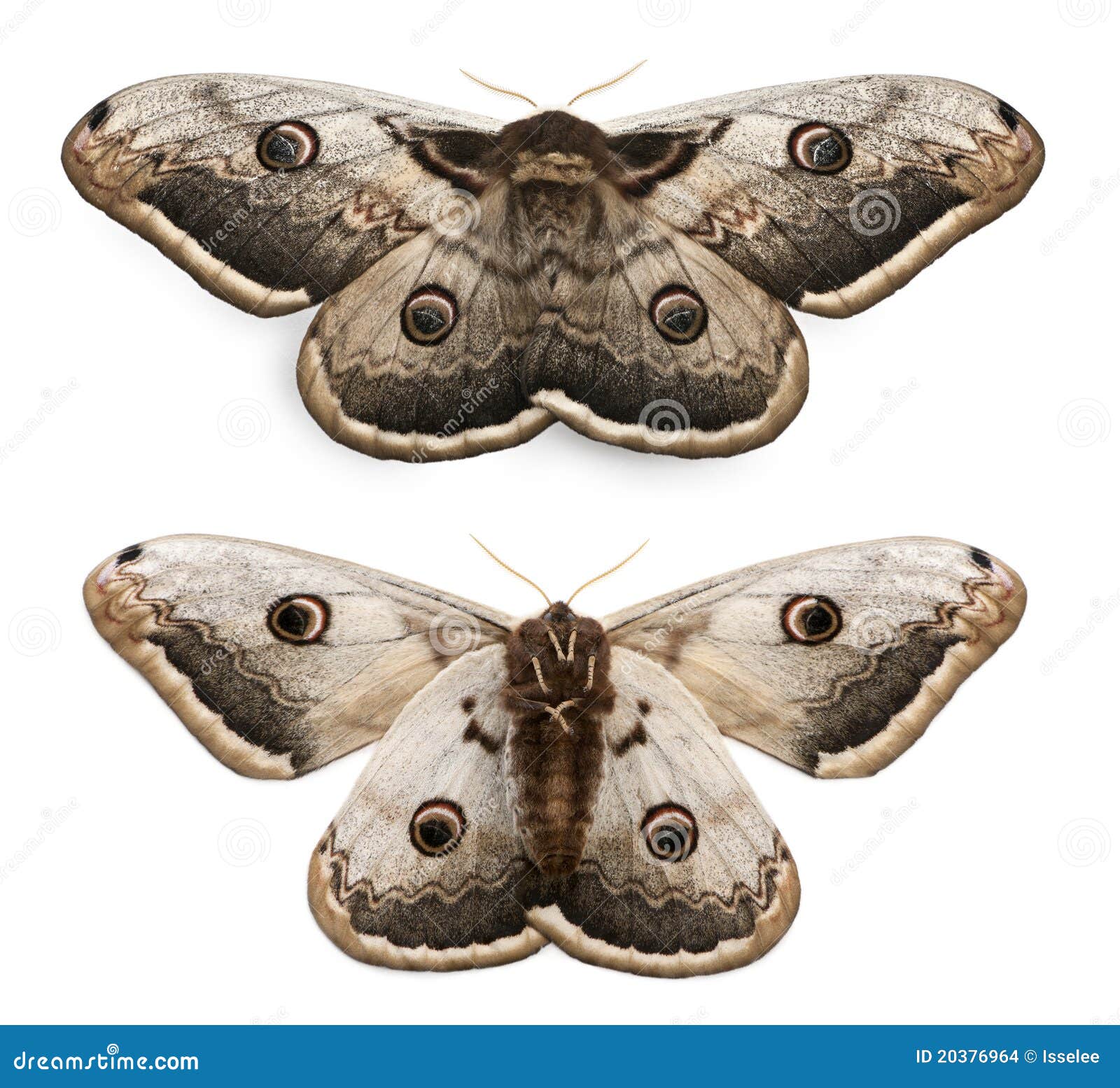 Dal Moth Royalty-Free Stock Image | CartoonDealer.com #203364394