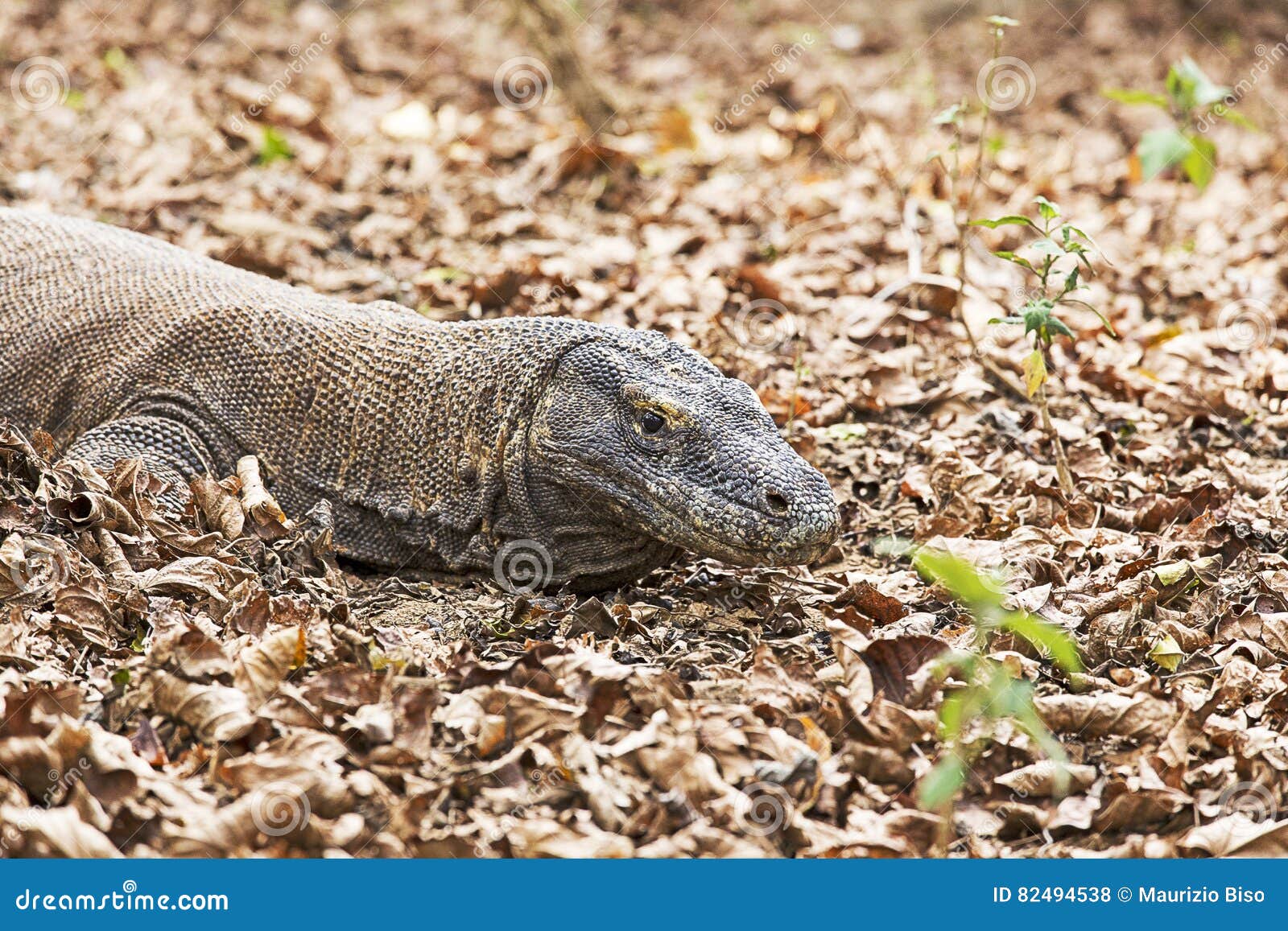 The Largest Lizard in the World Stock Photo - Image of large, reptile ...