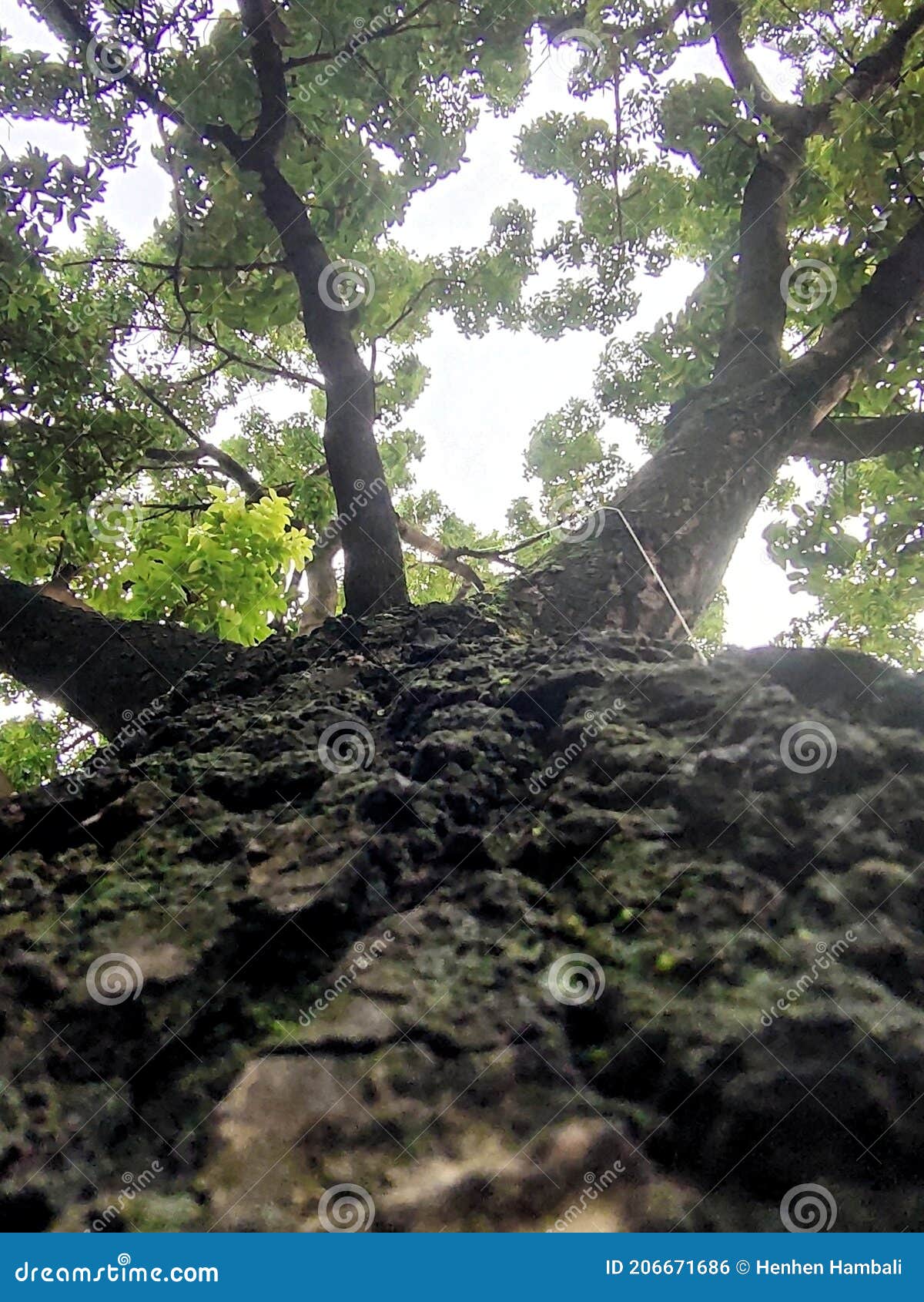 The Largest Mahogany Tree in Jakarta Stock Photo - Image of forest ...