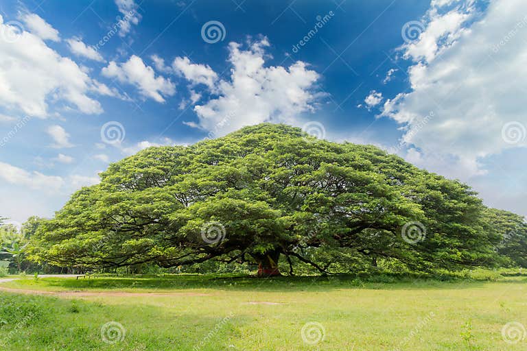 The Largest Monkey Pod Tree on the Blue Sky Stock Image - Image of ...