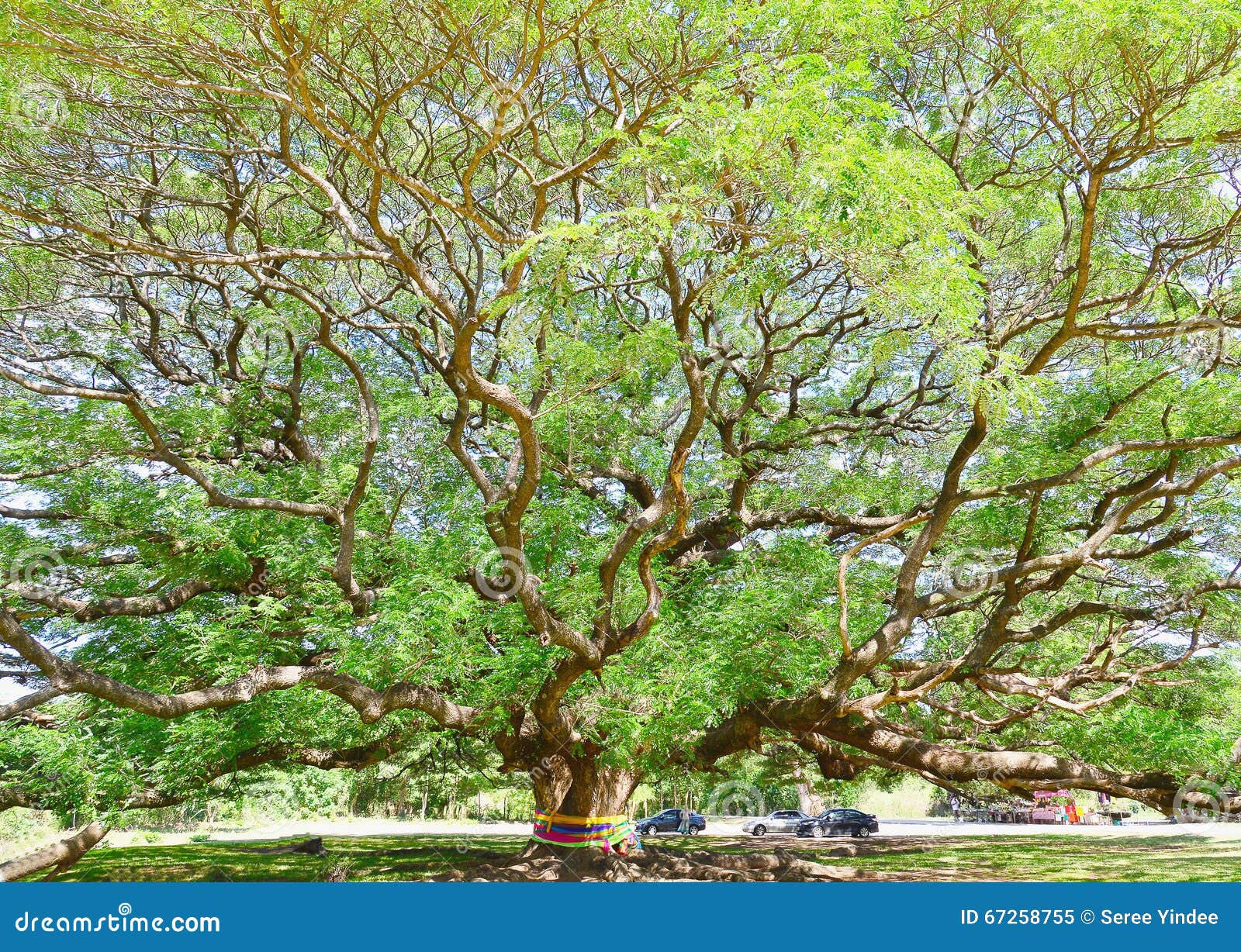 Largest Monkey Pod Tree stock image. Image of natural - 67258755