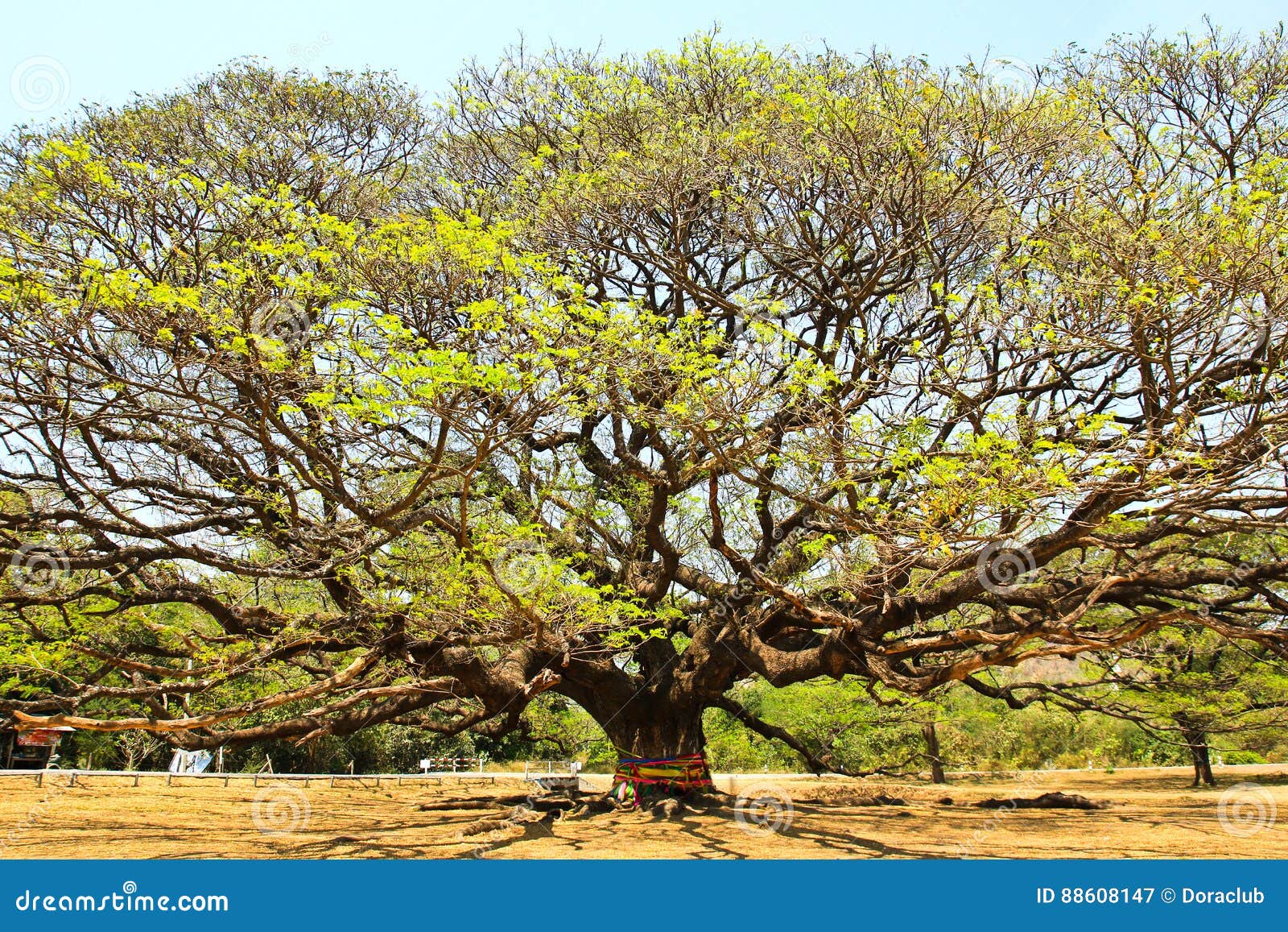 Largest Monkey Pod Tree in Kanchanaburi Stock Image - Image of large ...