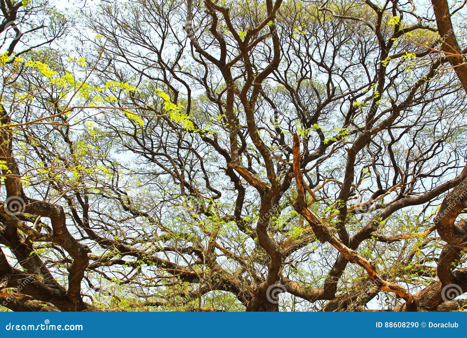 Largest Monkey Pod Tree in Kanchanaburi Stock Photo - Image of huge ...