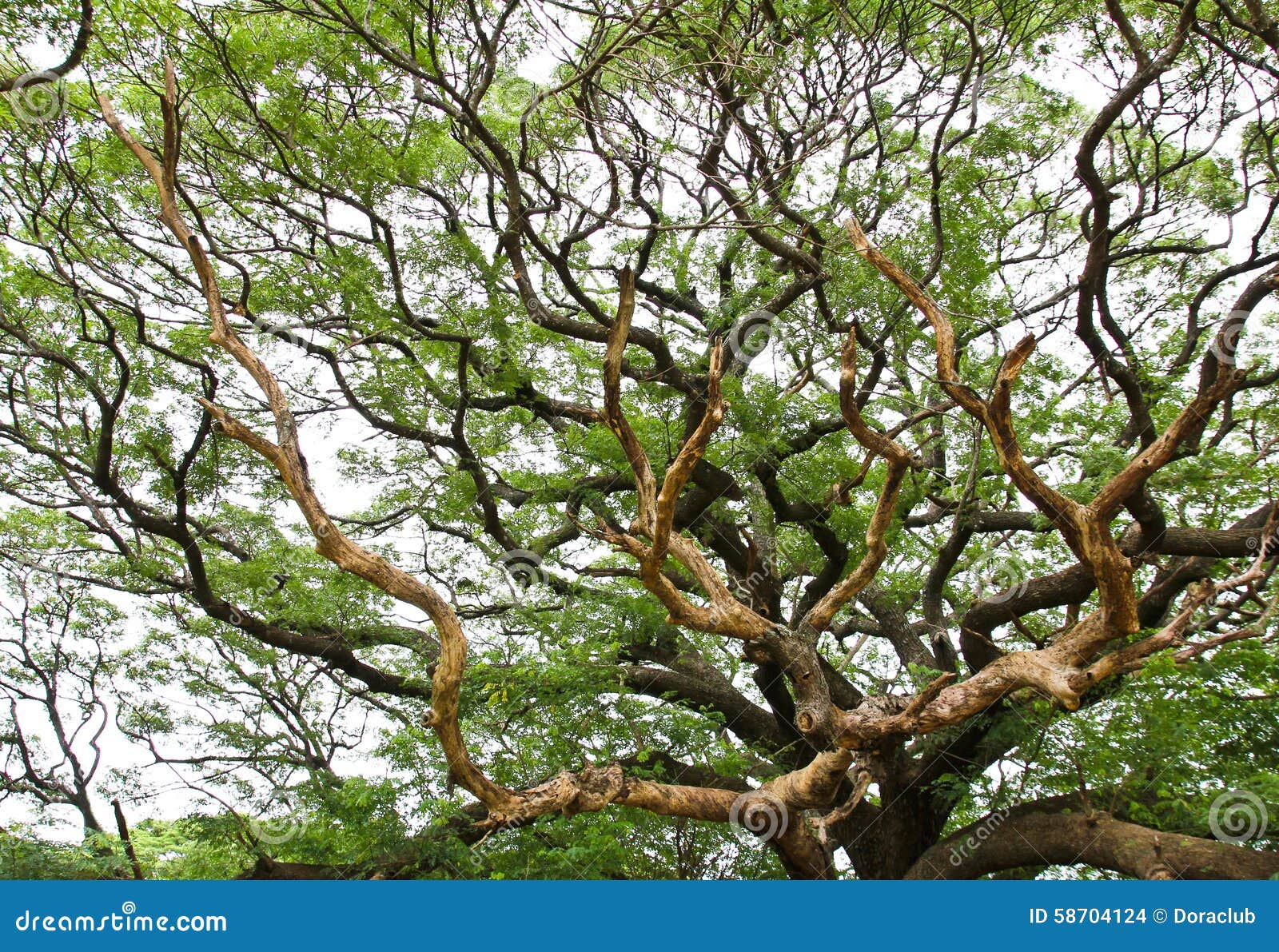 Largest Monkey Pod Tree Stock Photography | CartoonDealer.com #58704740