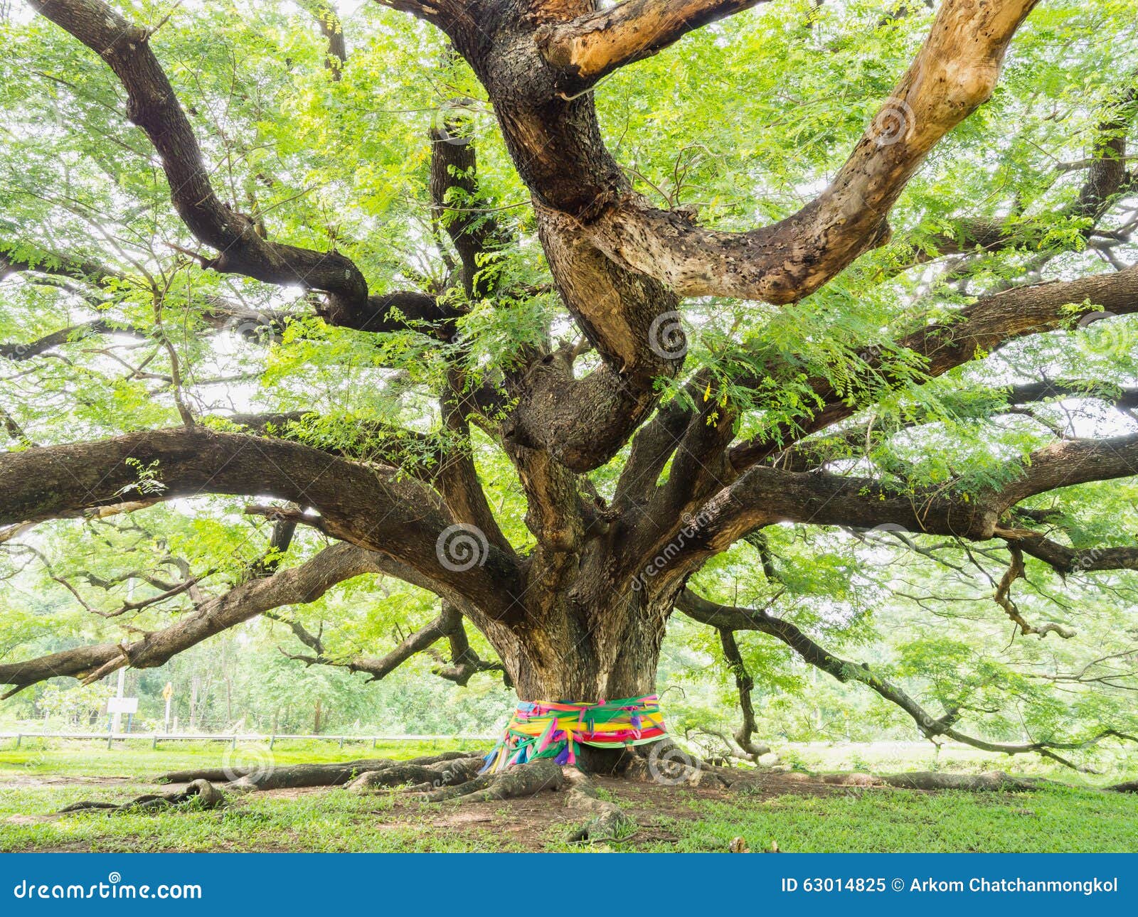 Largest Monkey Pod Tree Stock Photography | CartoonDealer.com #58704740