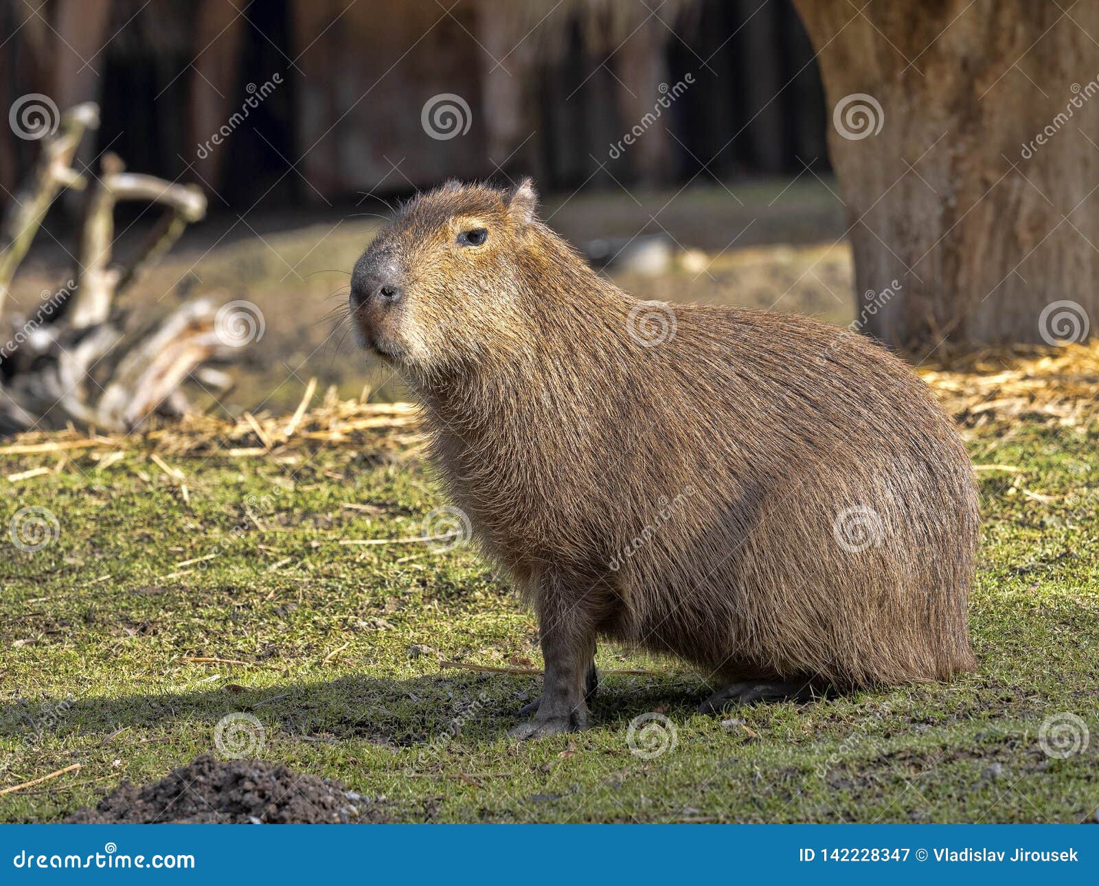 Largest Rodent, Capybara, Hydrochoerus Hydrochaeris Stock Image - Image ...