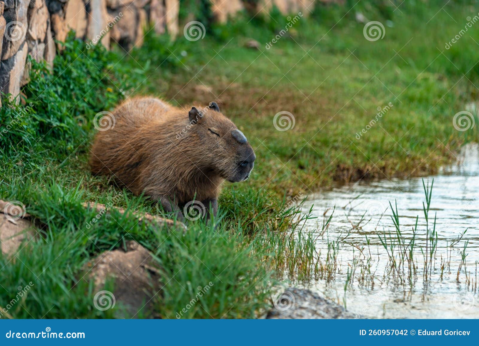 The Largest Rodent in the World Capybara in the Wild Stock Photo ...