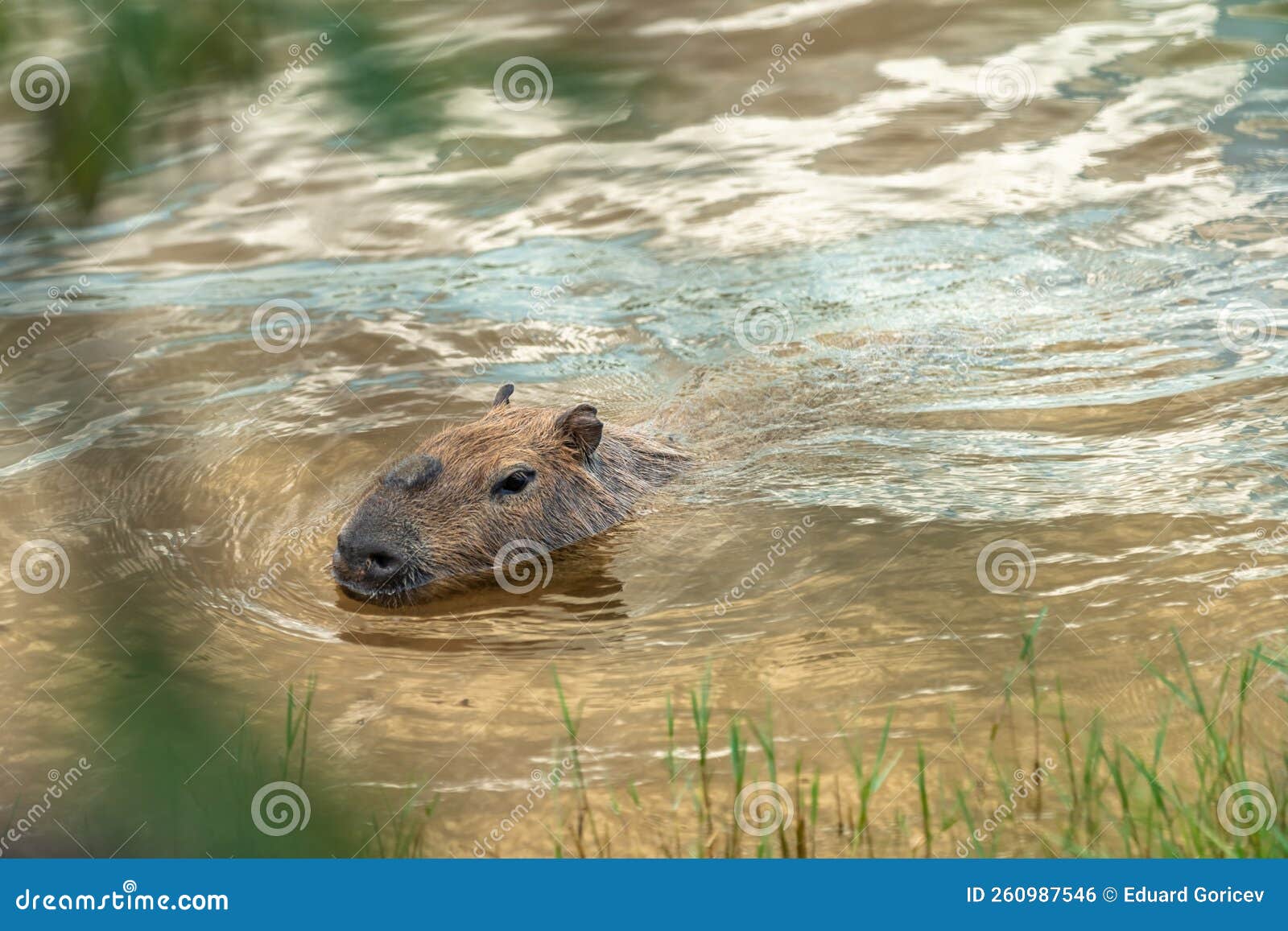 The Largest Rodent in the World Capybara in the Wild Stock Photo ...