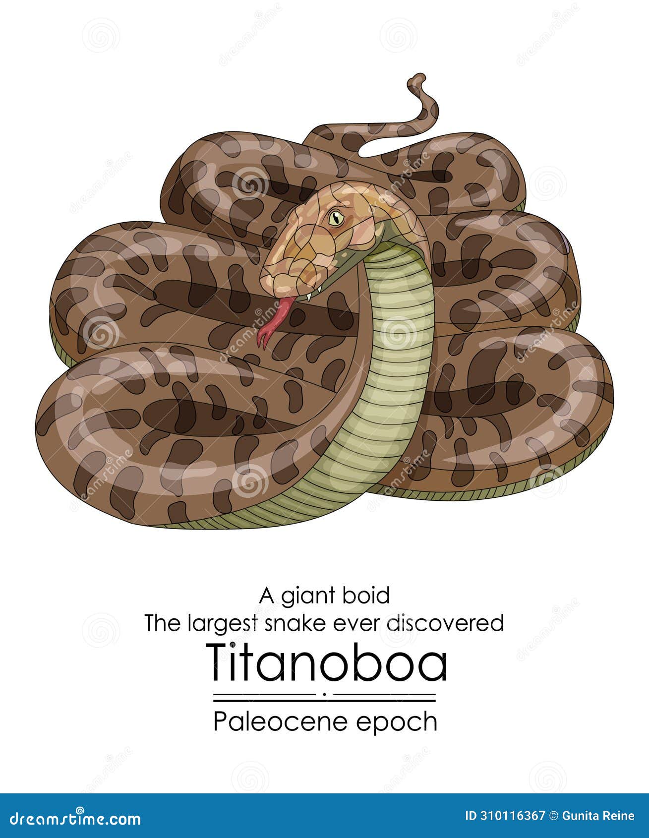 Titanoboa, The Largest Snake In History Royalty-Free Stock Photography ...