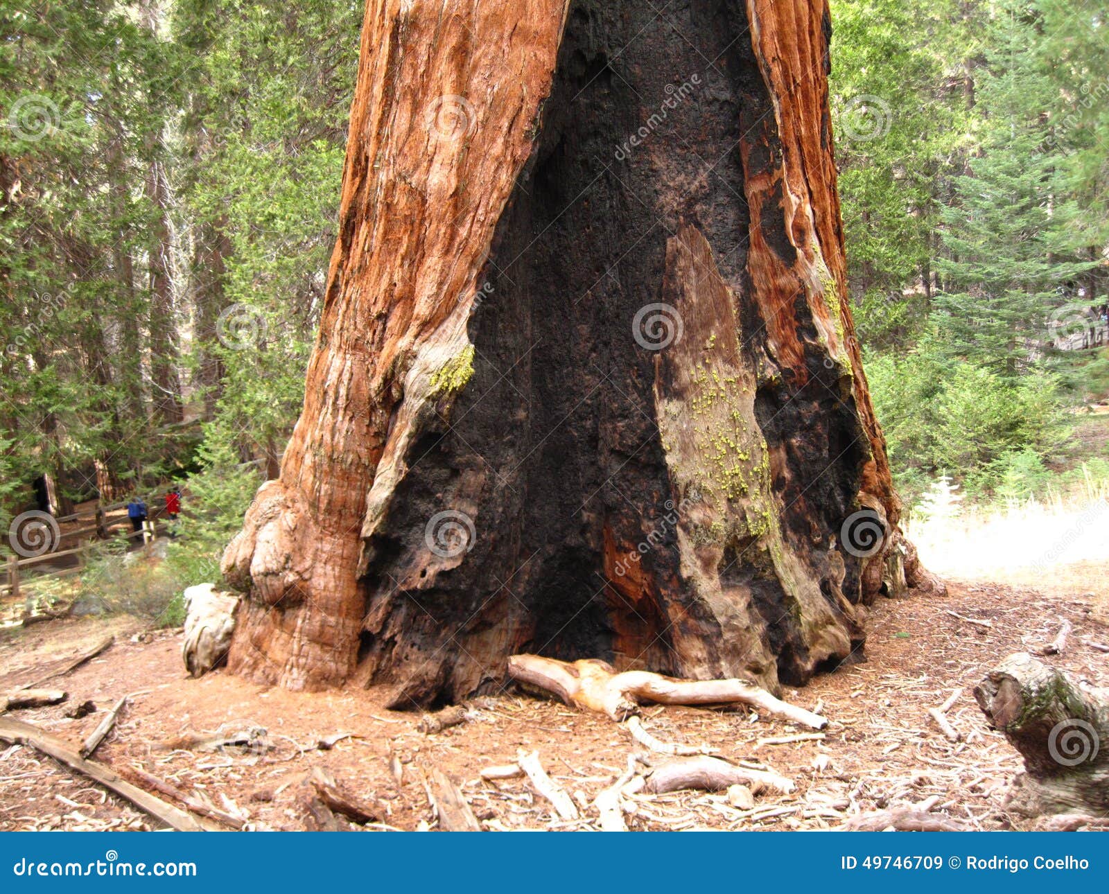 Largest Tree in the World 2 Stock Image - Image of beautiful, sequoia ...