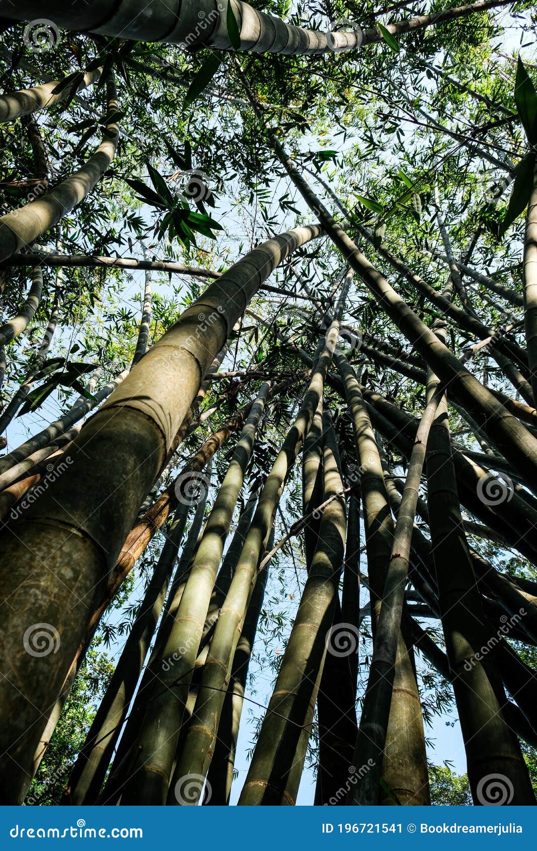 Largest in the World Giant Bamboo Trees Growing Up To the Sky with ...