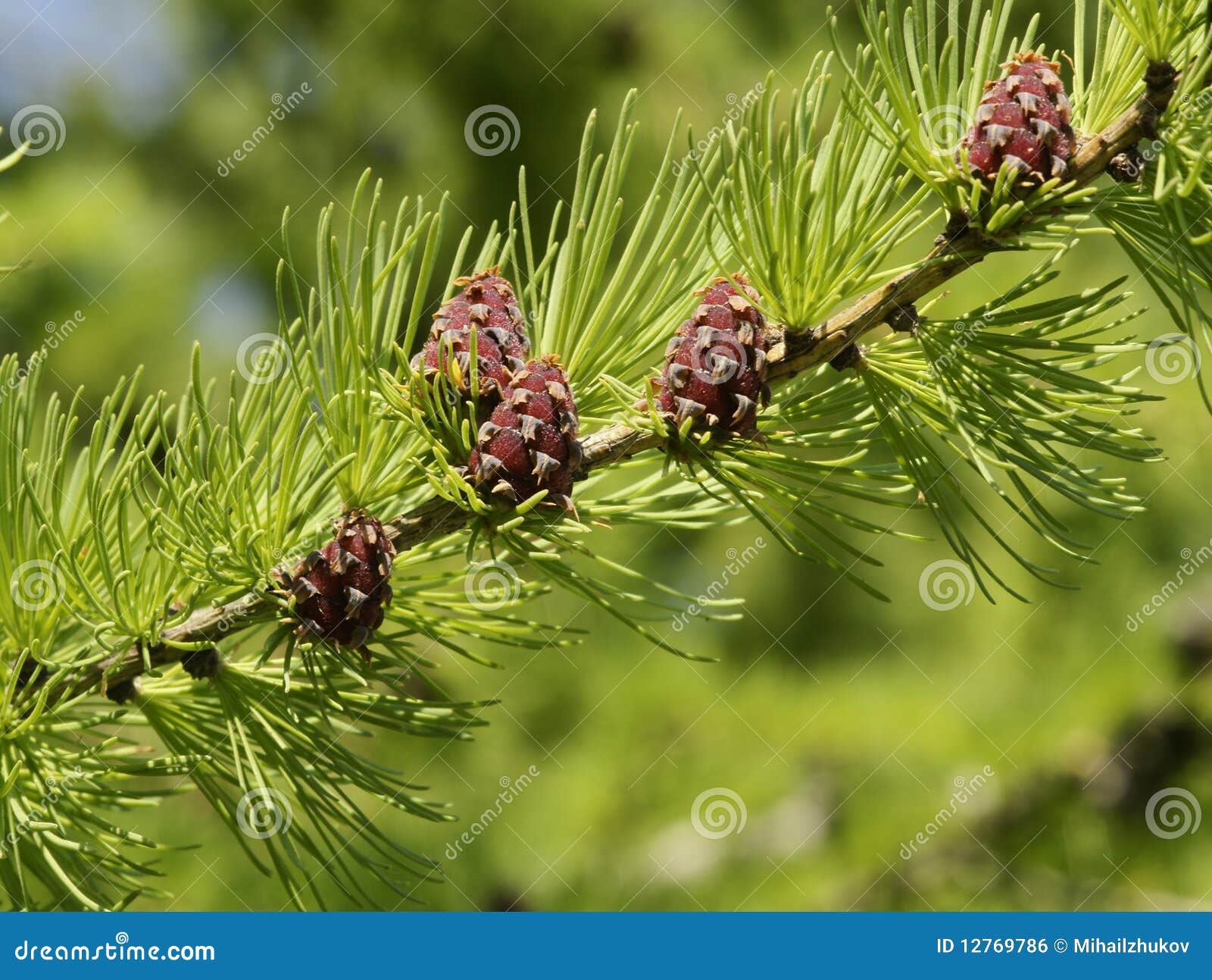 Larice. fotografia stock. Immagine di nave, pianta, cielo - 12769786