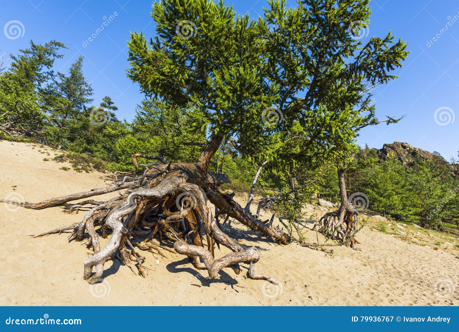 Larice con le radici aeree immagine stock. Immagine di filiale - 79936767