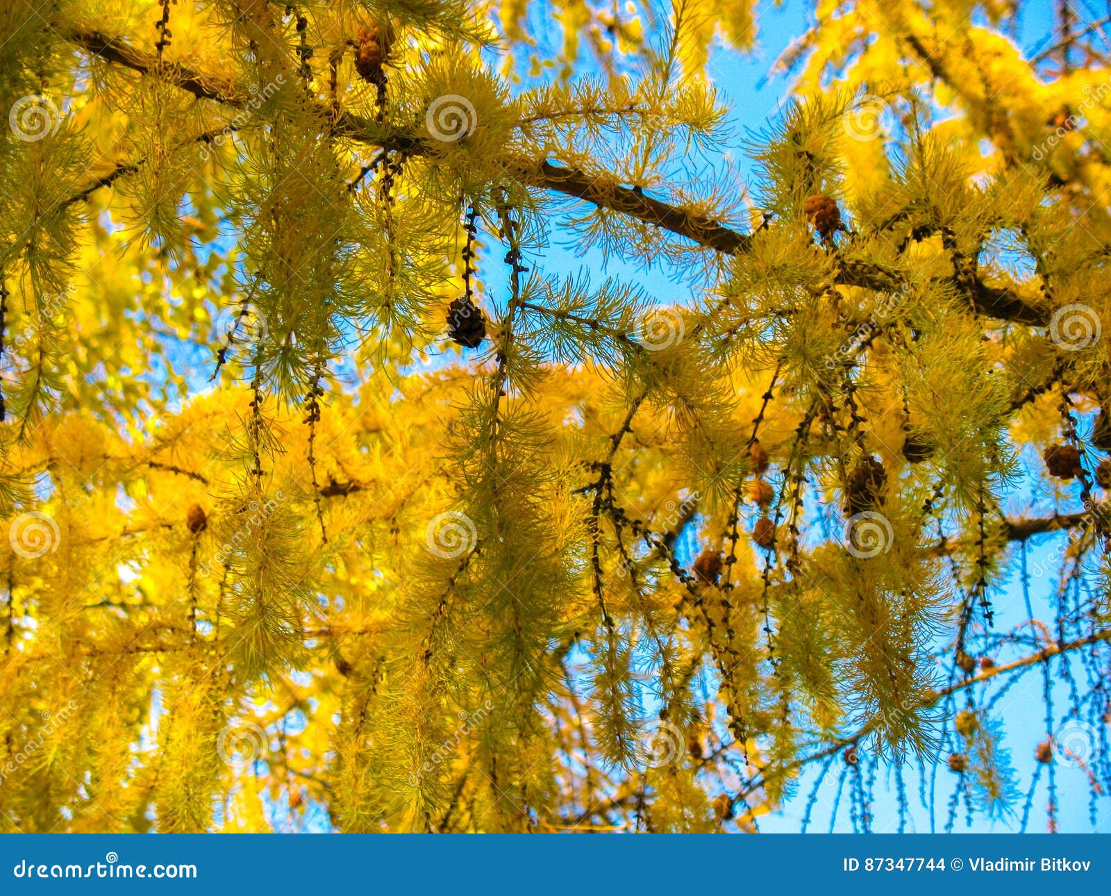 Larice di autunno fotografia stock. Immagine di aghi - 87347744
