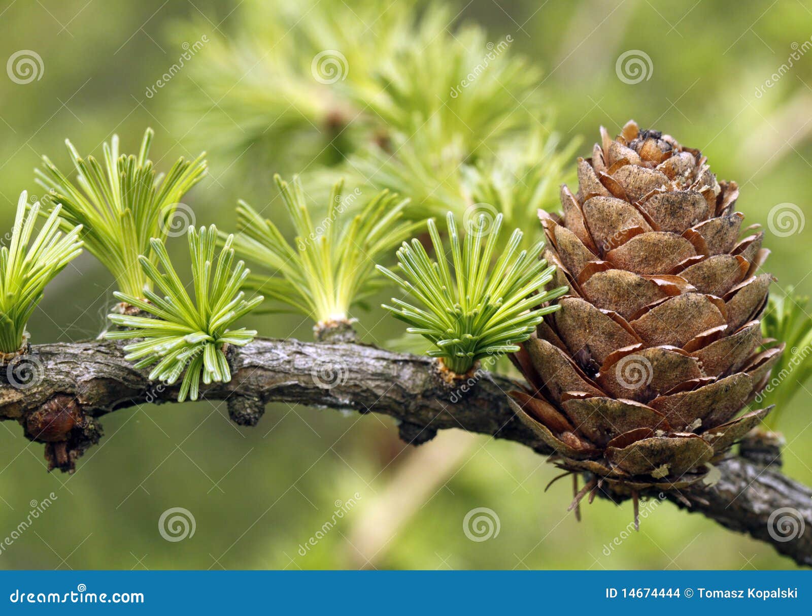 Larice europeo fotografia stock. Immagine di tiri, larice - 14674444