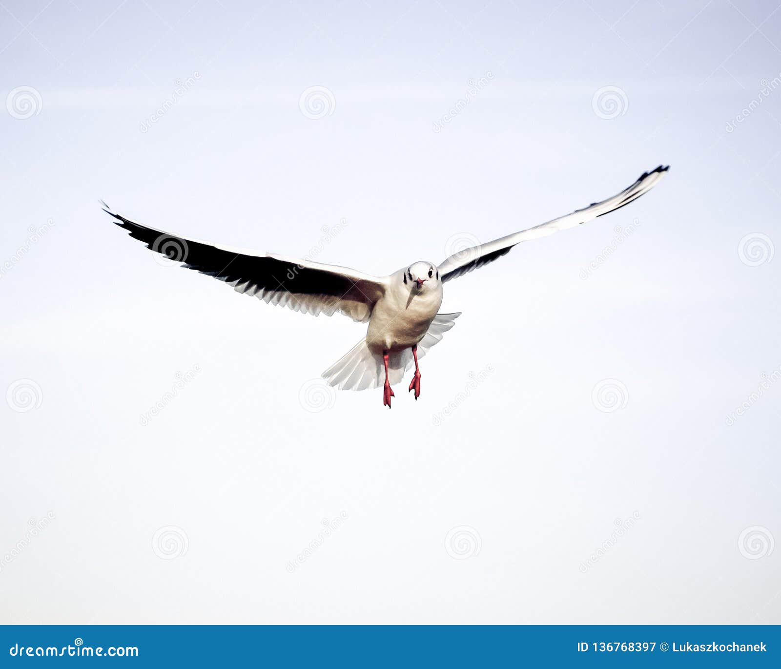 Seagull Family Nesting In The Rocks In Hellnar, Snaefellsnes Peninsula ...